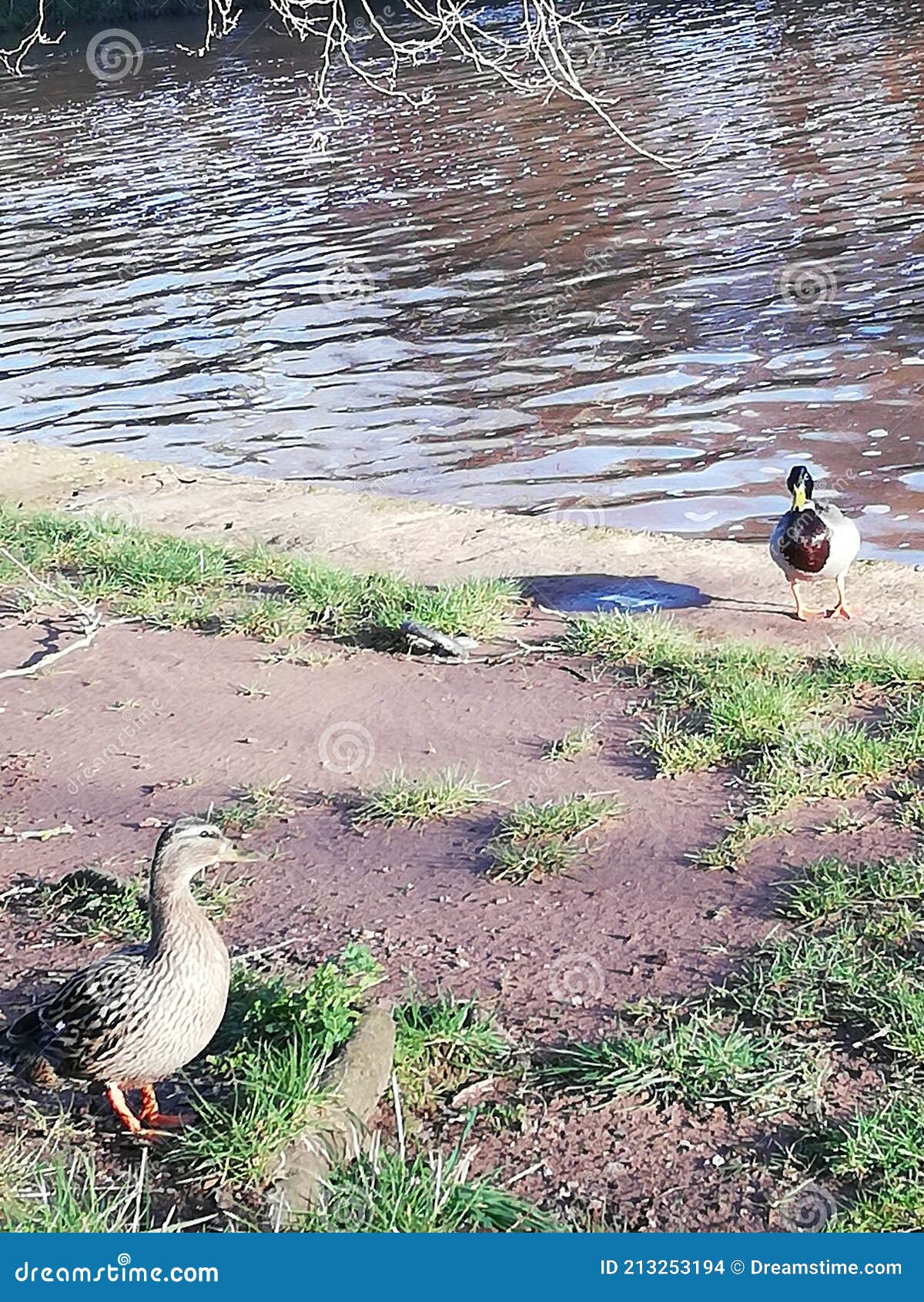 Land ducks stock photo. Image of wetland, lake, animal - 213253194
