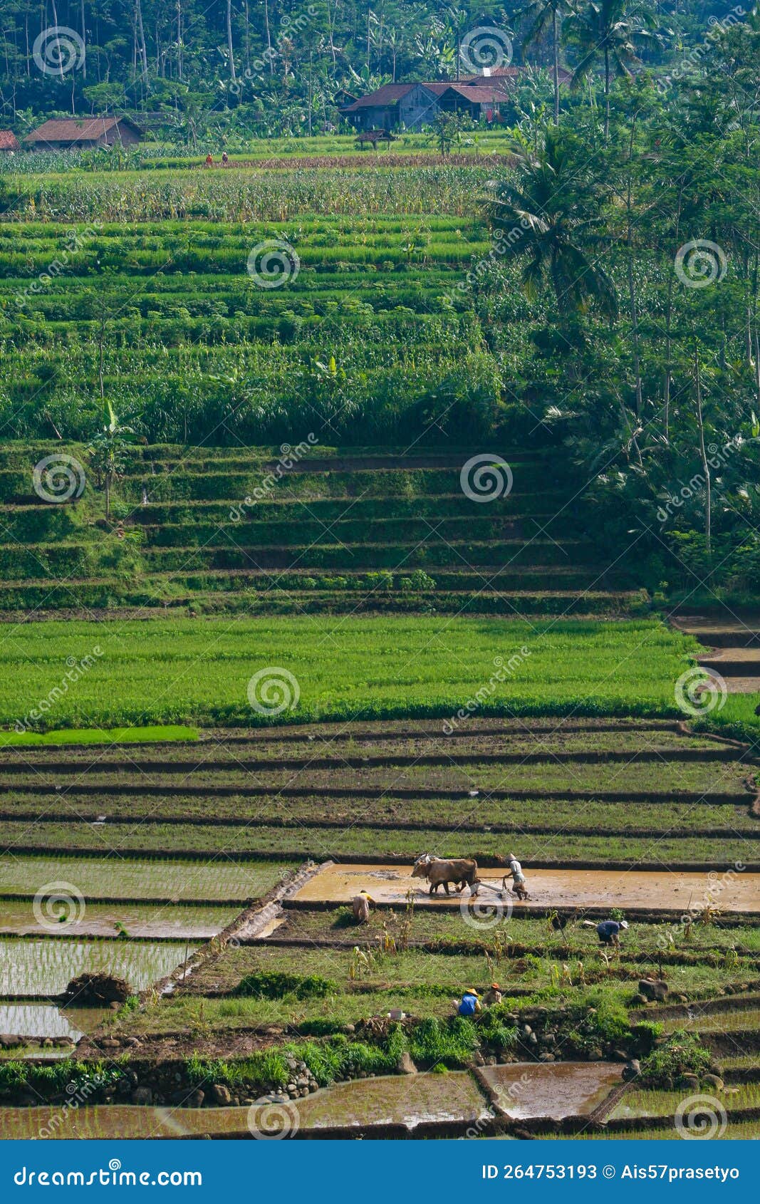 A Land with Farm Life & Beautiful Nature Stock Image - Image of life ...