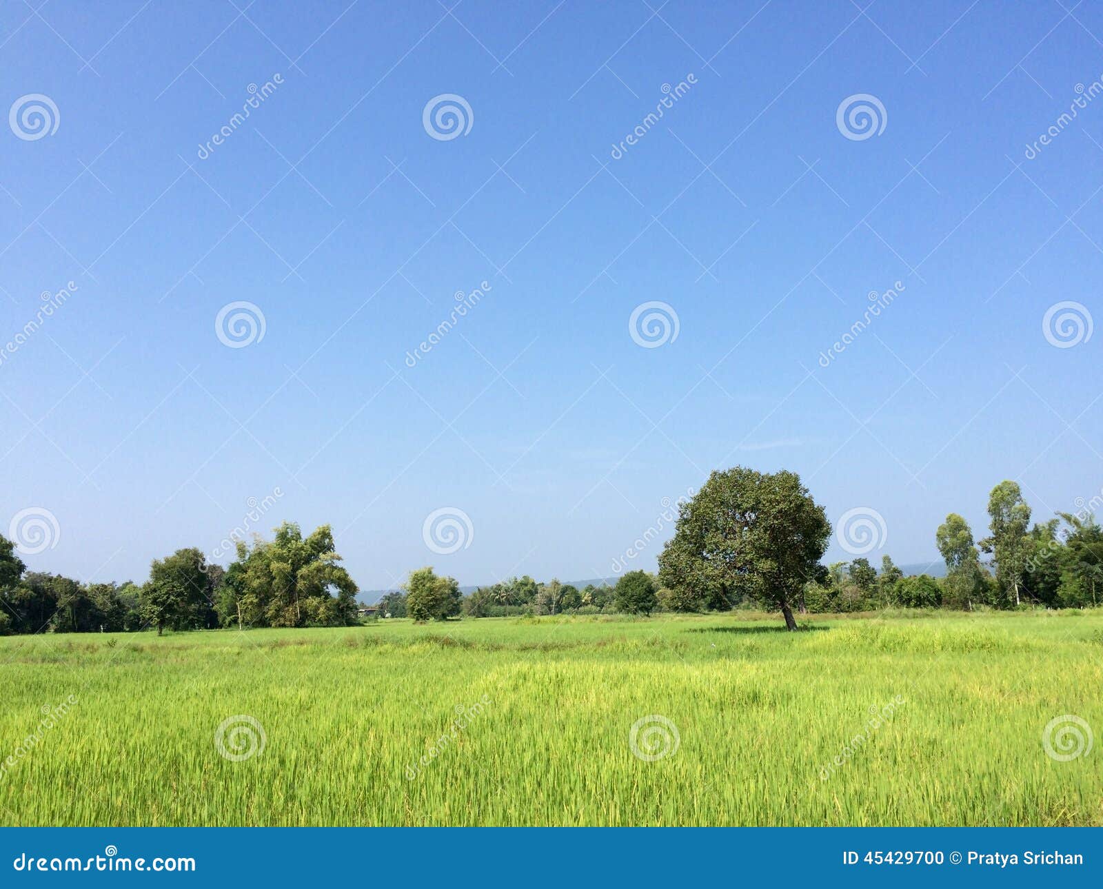 Land and field stock photo. Image of view, farm, field - 45429700