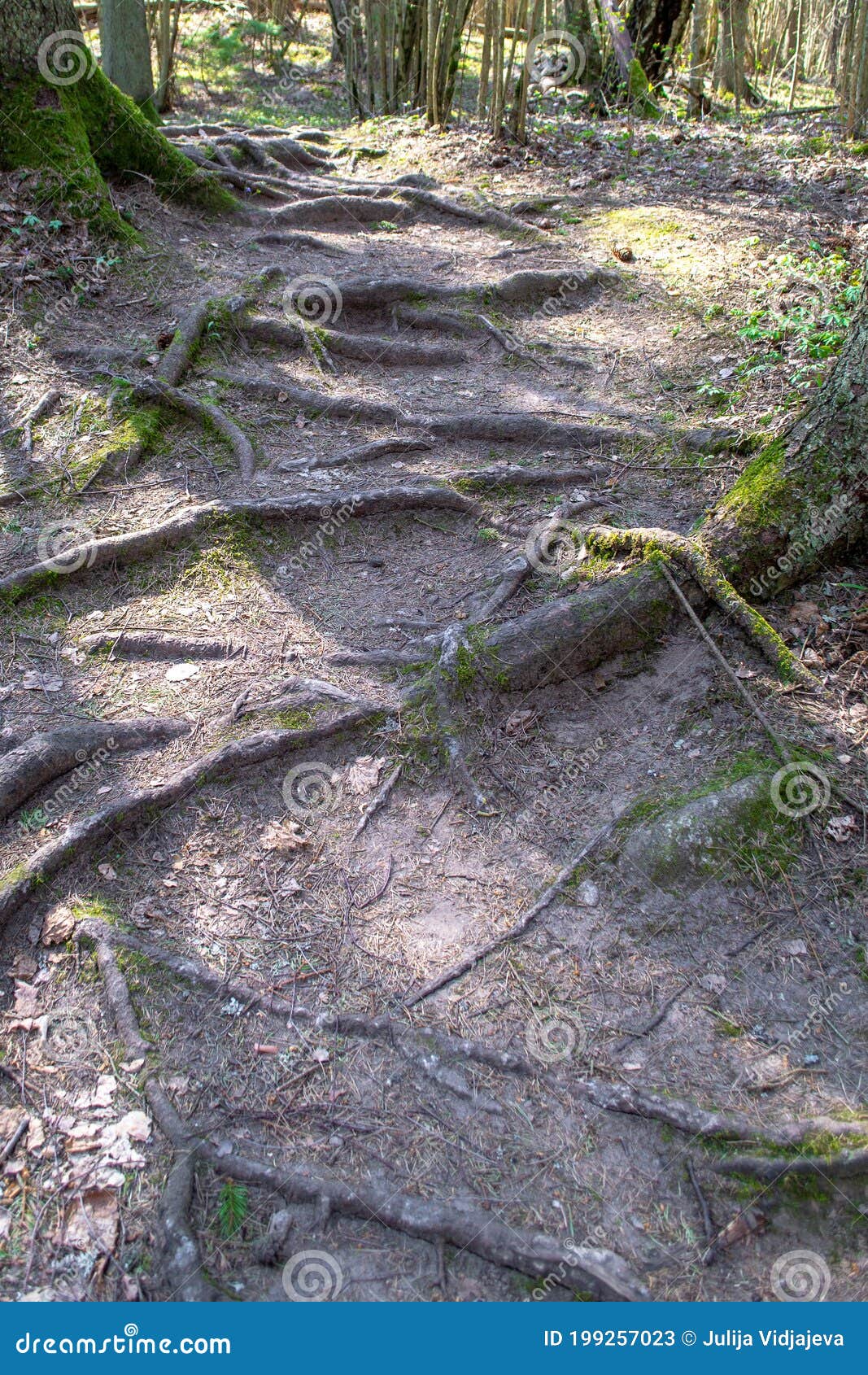 Land in the Forest Covered with Roots. Path on Forest between Trees ...