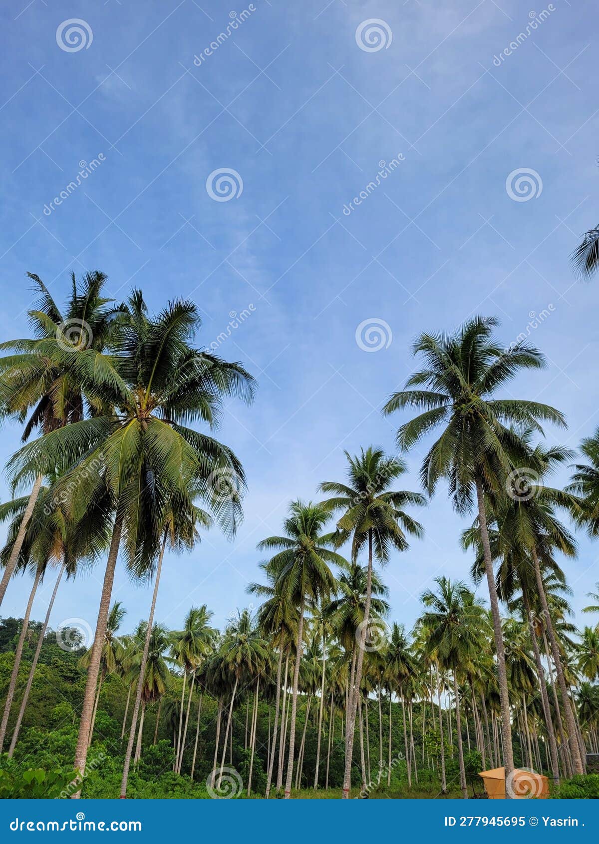 A Land Full of Many Coconut Trees Stock Image - Image of green, trees ...