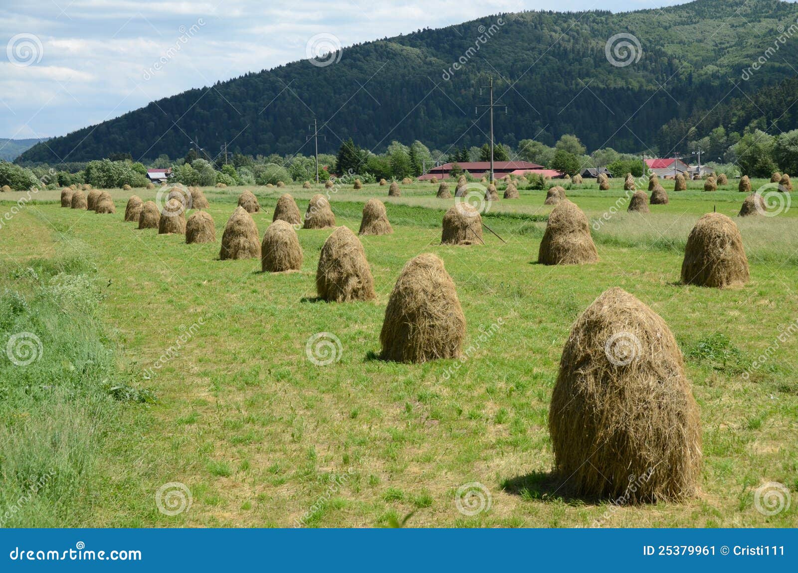Land haycock stock image. Image of milk, green, meadow - 25379961