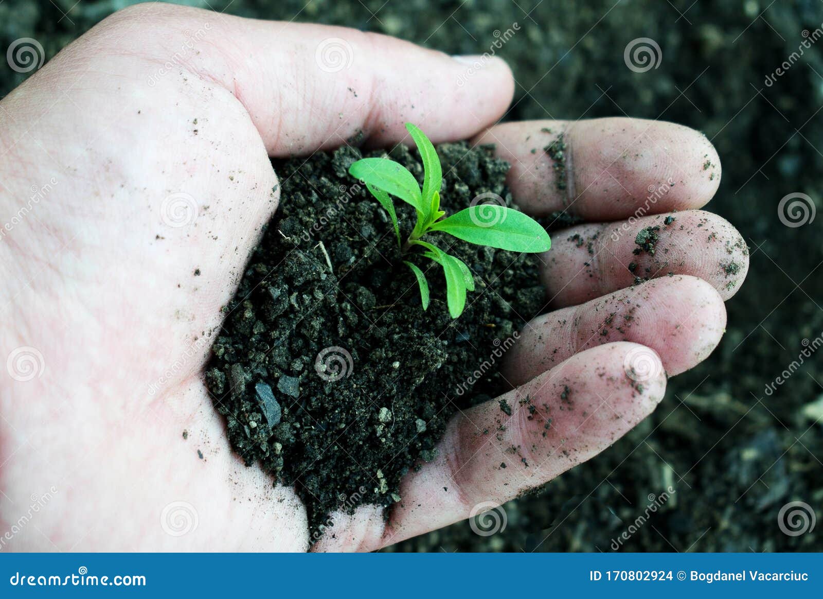 Care for Nature. Soil Held in the Palm- Growing Plant from the Ground ...