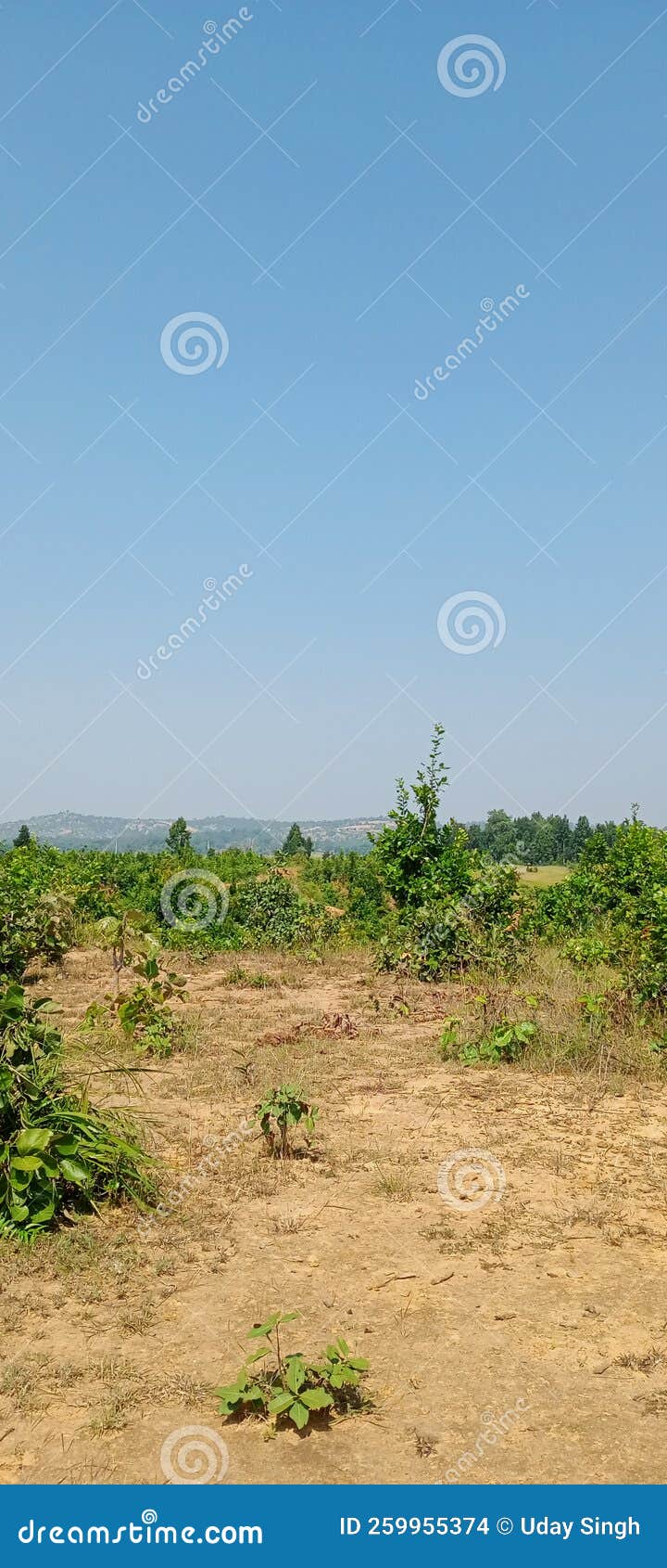 Land hill stock photo. Image of grass, field, tree, wetland - 259955374