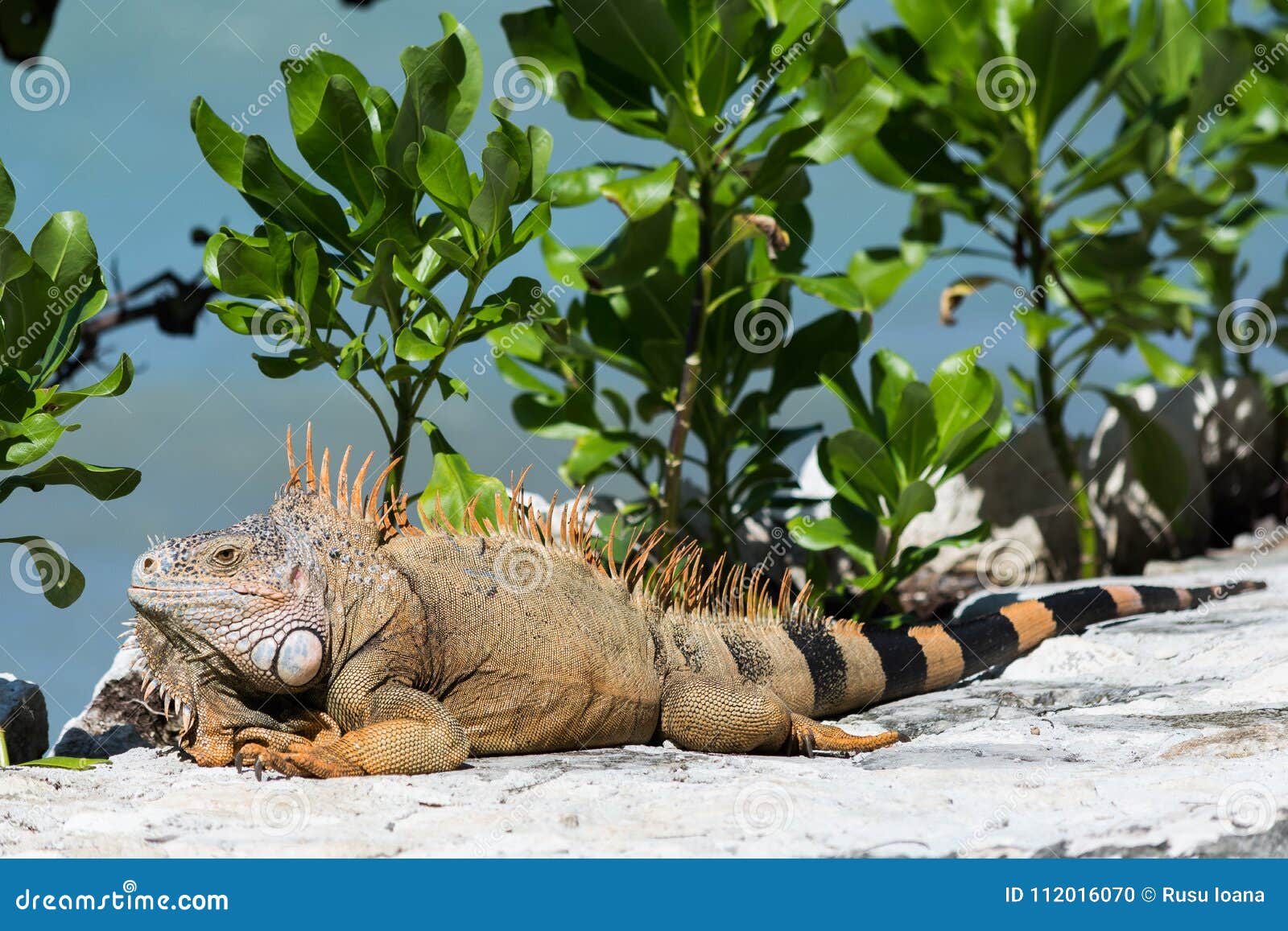 Iguana Laying in the Sun Rays Stock Photo - Image of land, amphibian ...