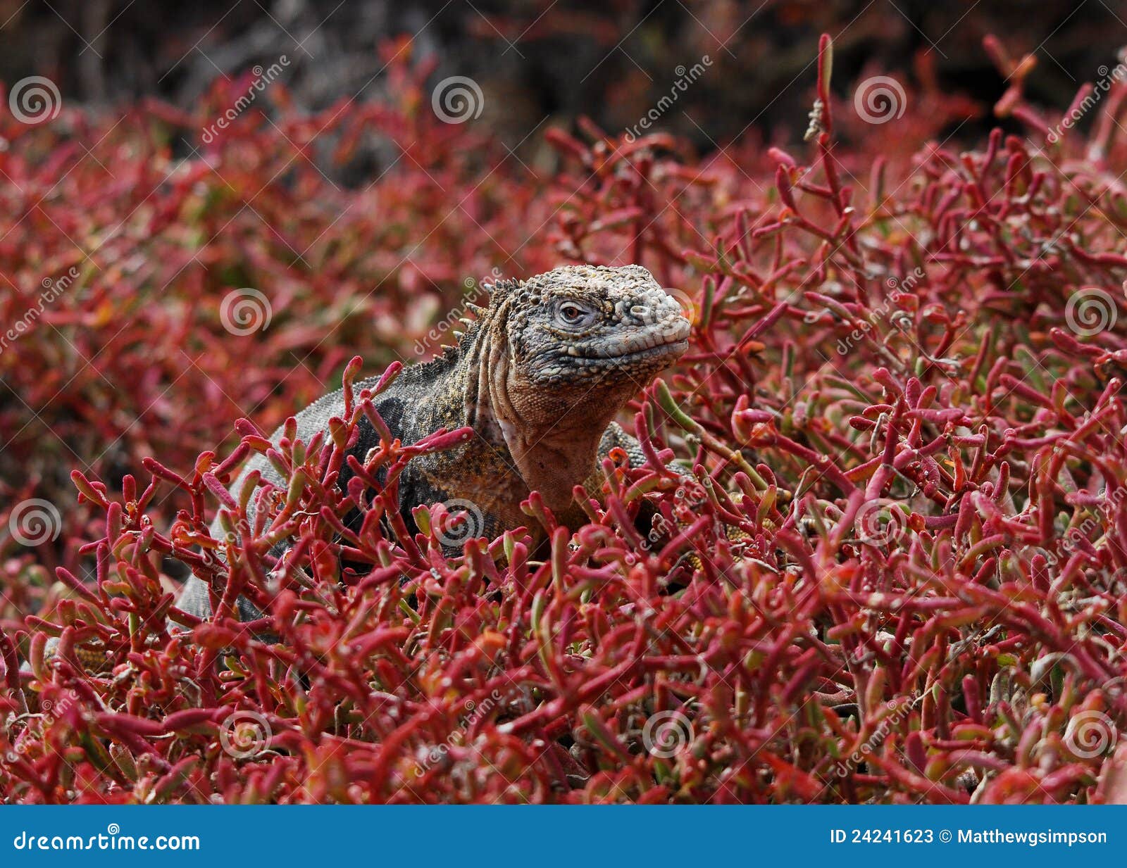 Land Iguana in Cactus Field Galapagos Stock Image - Image of galapagos ...