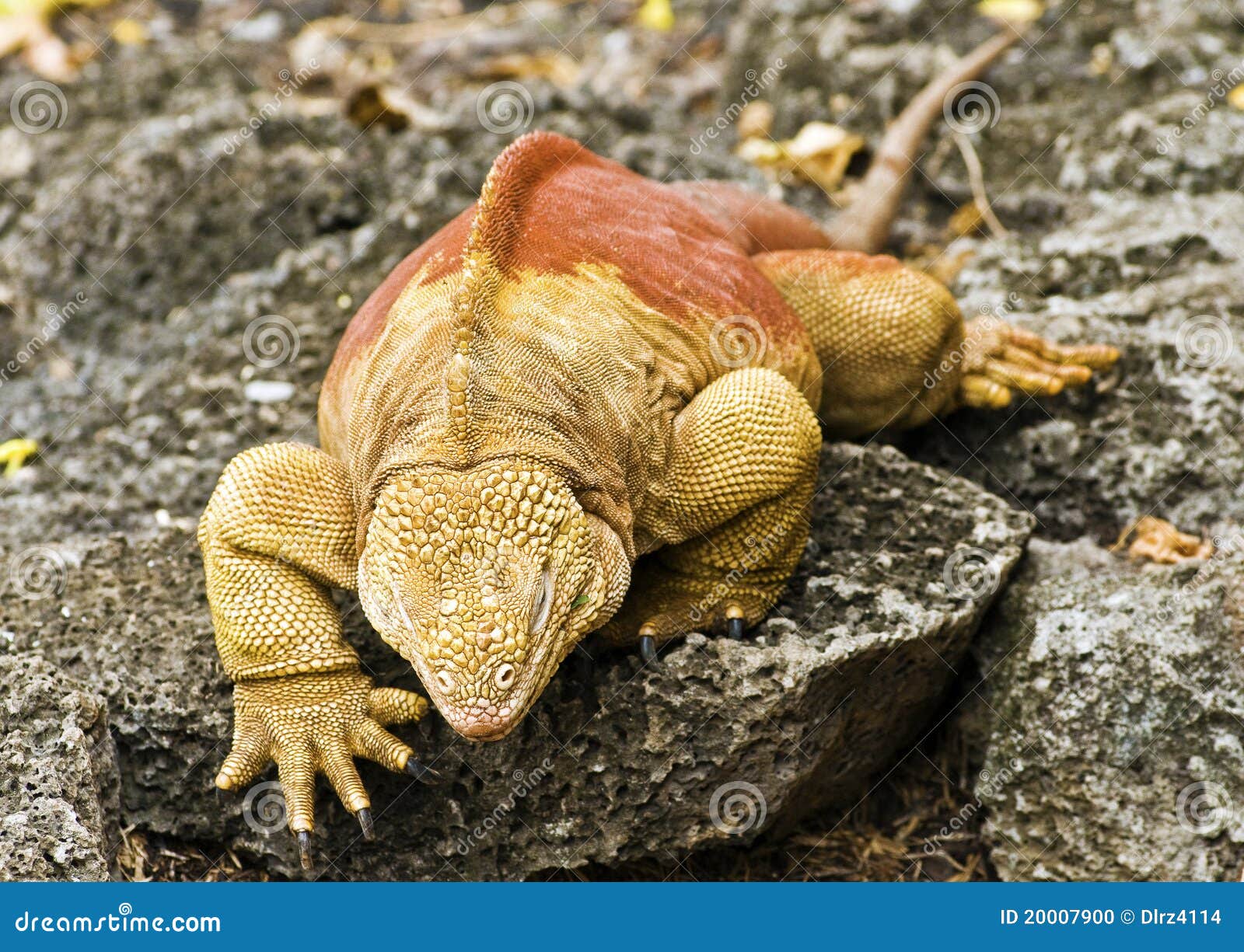 Land Iguana Climb stock photo. Image of wild, reptile - 20007900