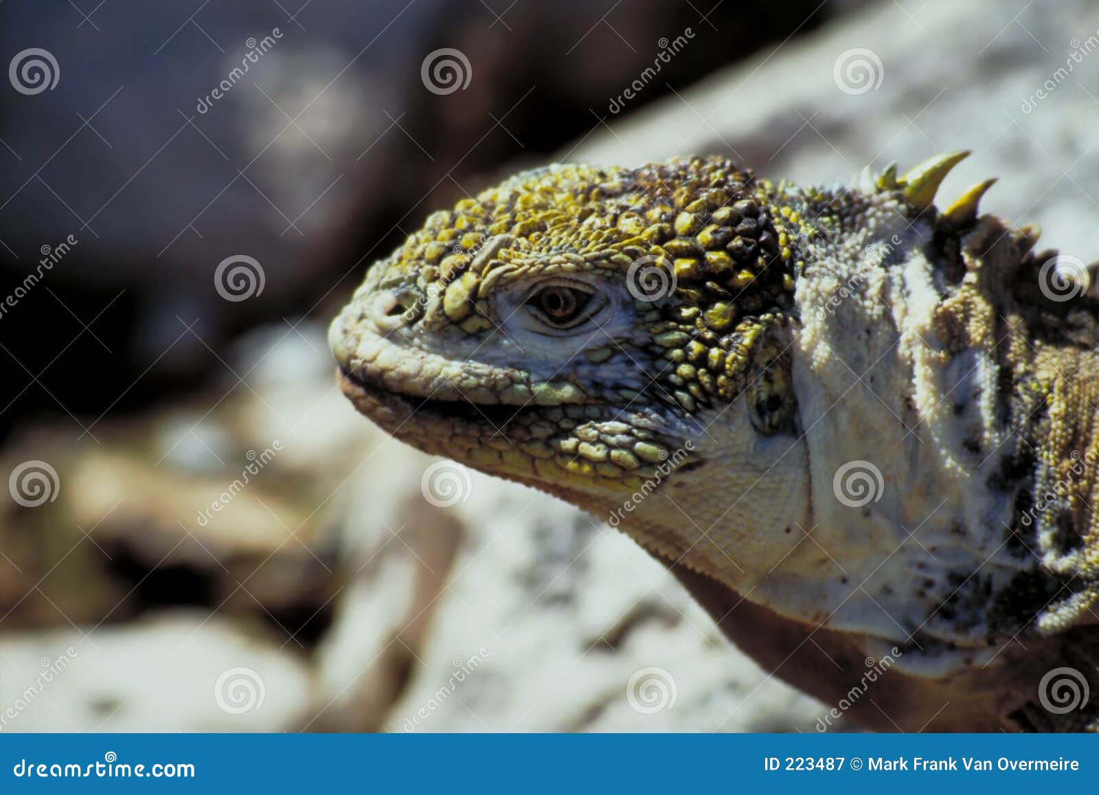 Land-Leguan (2) - Galapagos-Inseln Stockbild - Bild von ferien, insel ...