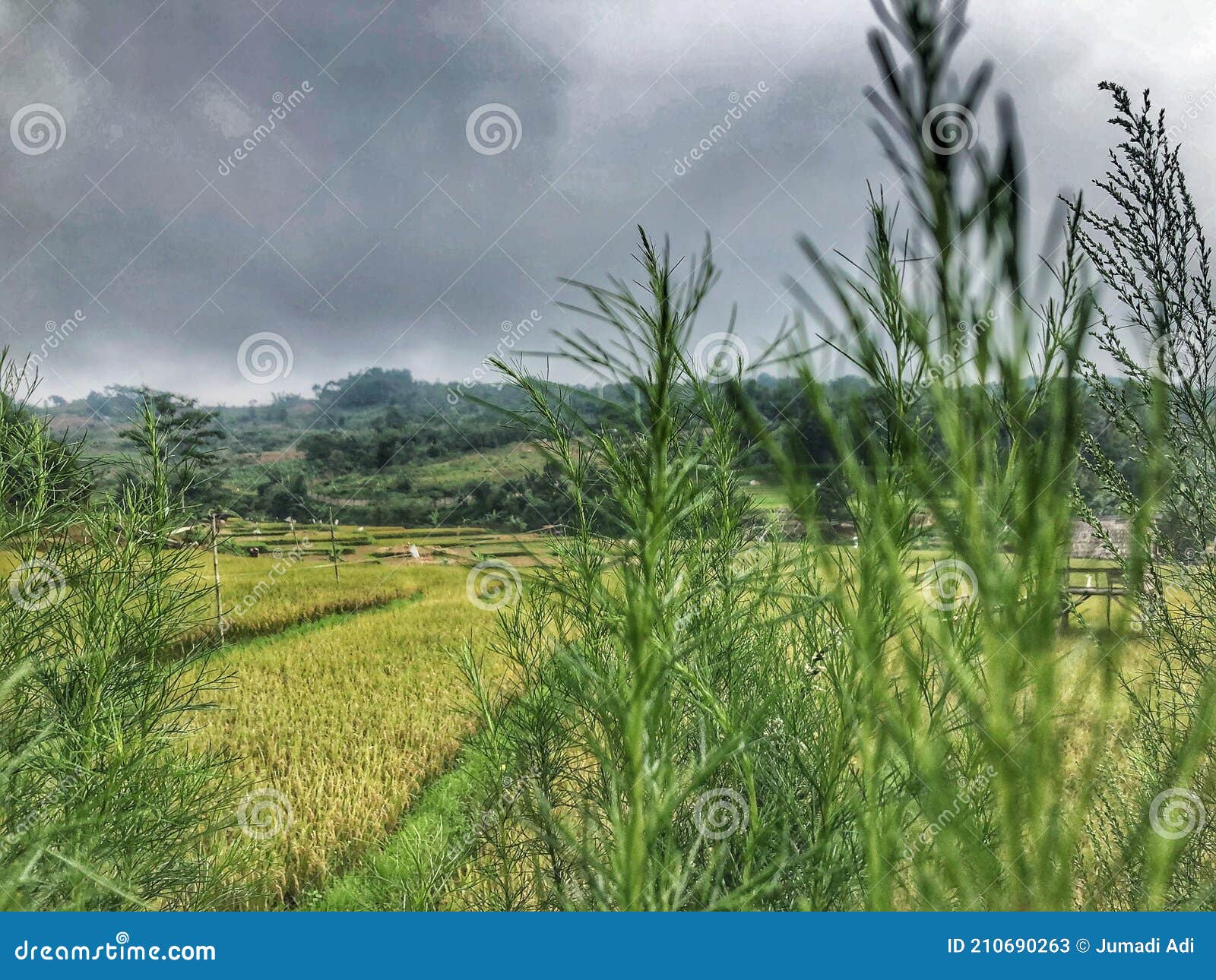Land of life stock image. Image of plain, tree, prairie - 210690263
