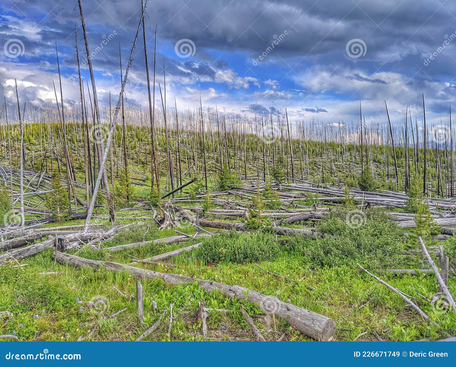 Land of log stock image. Image of soil, logs, grassland - 226671749
