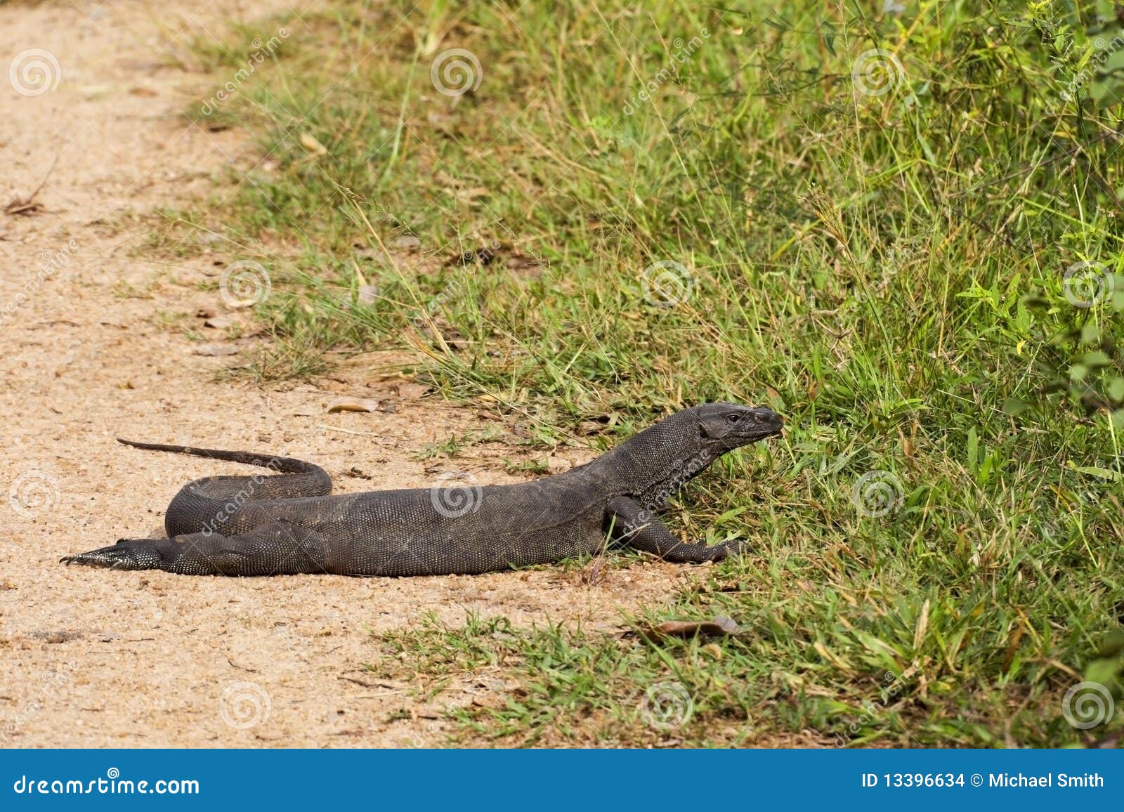 Land monitor lizard stock photo. Image of travel, park - 13396634