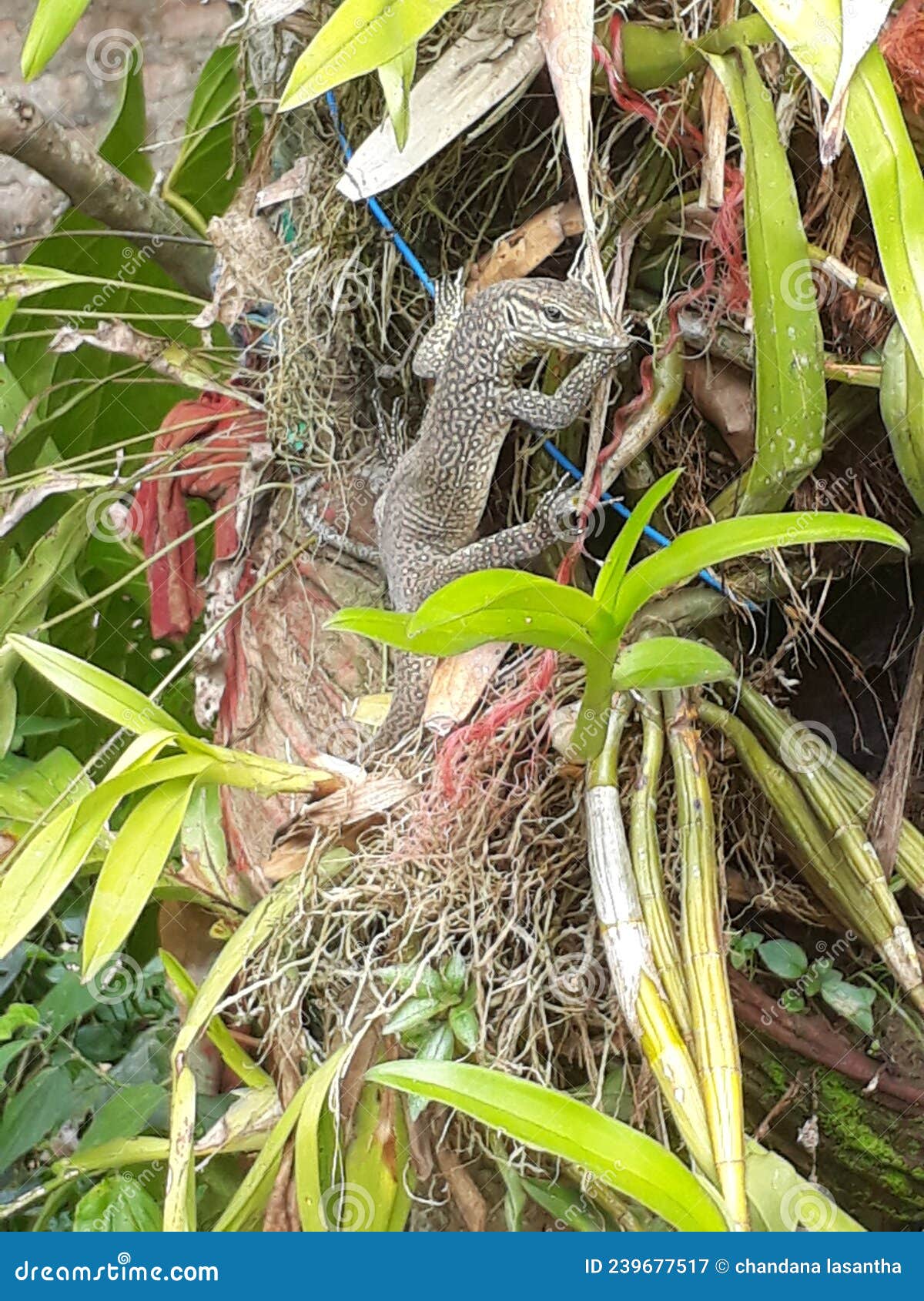 Land Monitor in Srilanka(thalagoya) Stock Image - Image of lawn, green ...