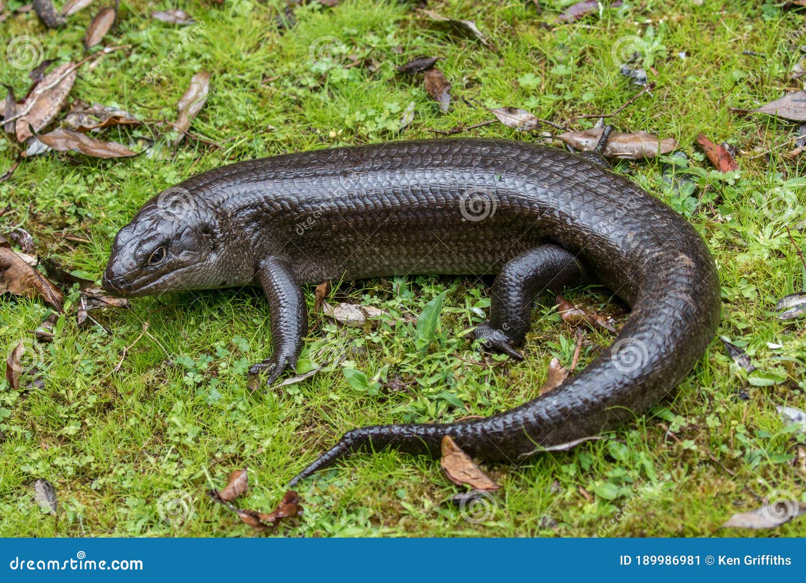 Land Mullet stock image. Image of mullet, major, skink - 189986981