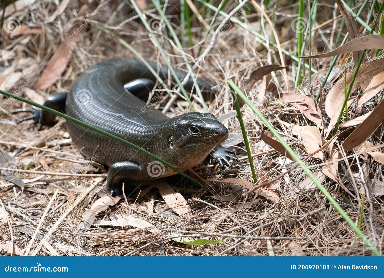Land Mullet Lizard Basking on a the Side of a Path. Stock Photo - Image ...