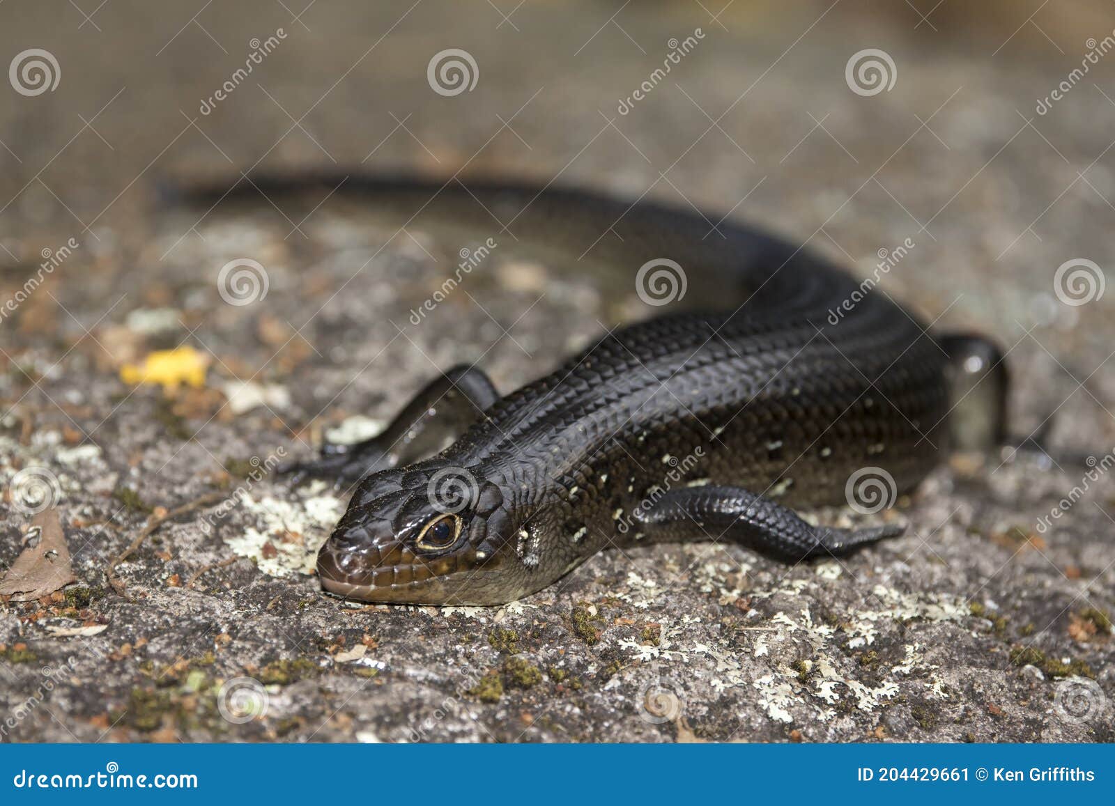 Land Mullet lizard stock image. Image of nature, wildlife - 204429661