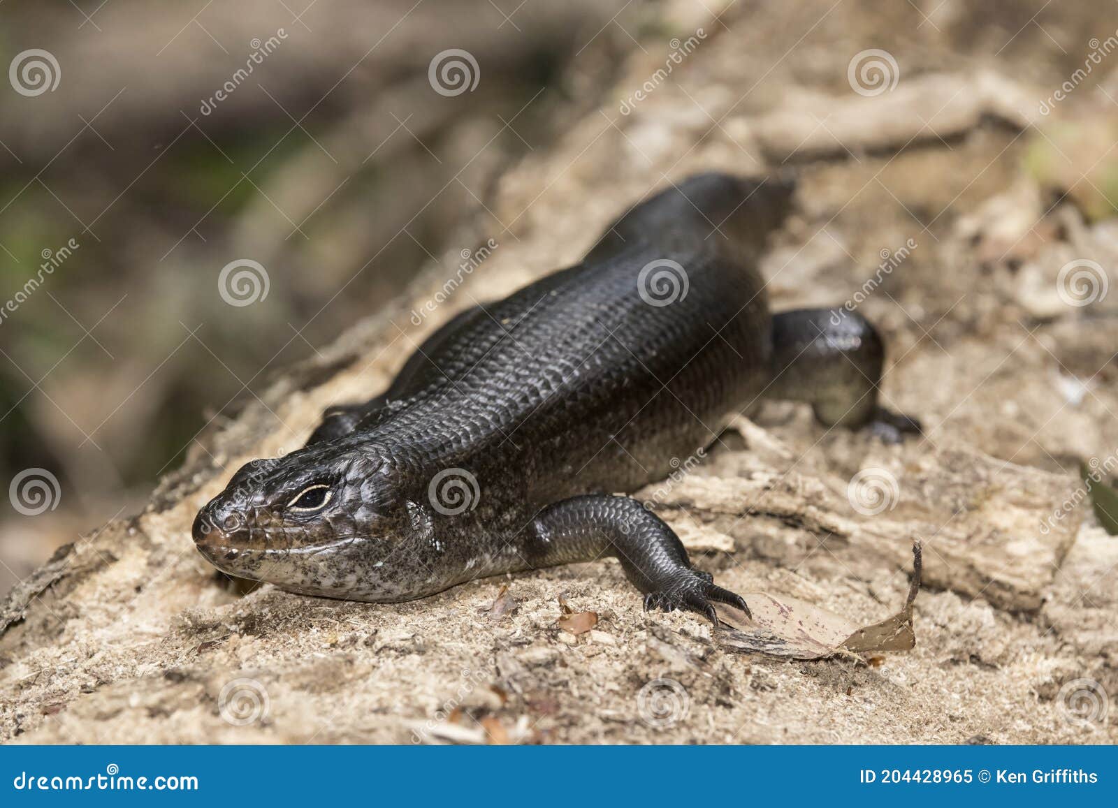 Land Mullet Lizard stock image. Image of skink, mullet - 204428965