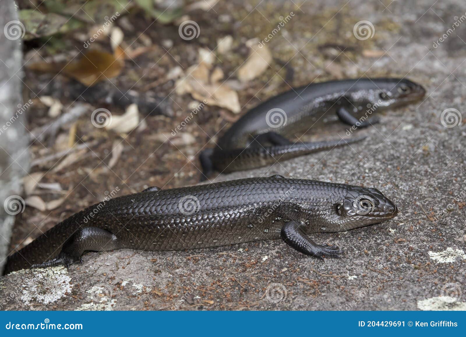 Land Mullet Lizard stock image. Image of mullet, wildlife - 204429691