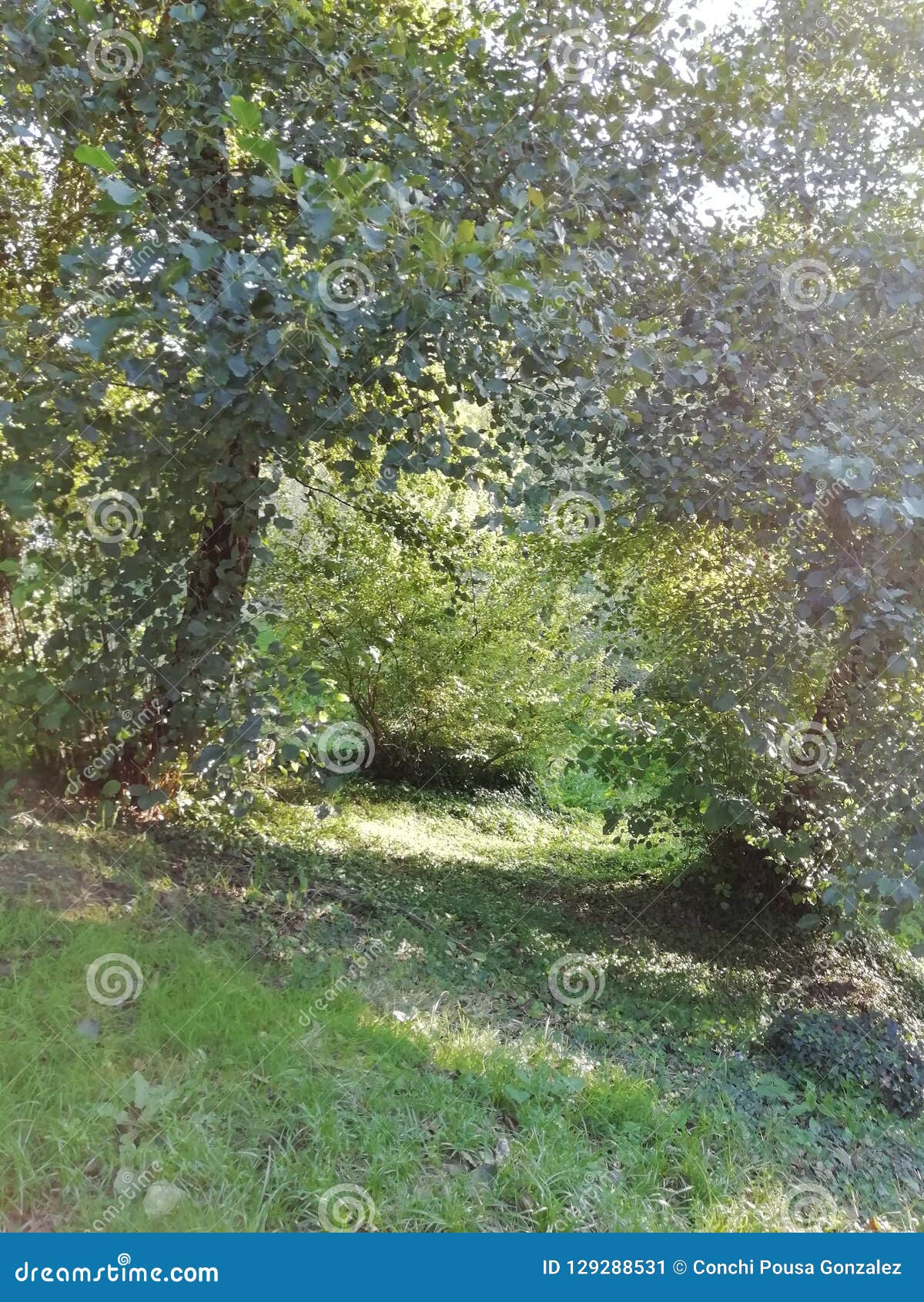 Trees stock image. Image of land, place, relax, trees - 129288531