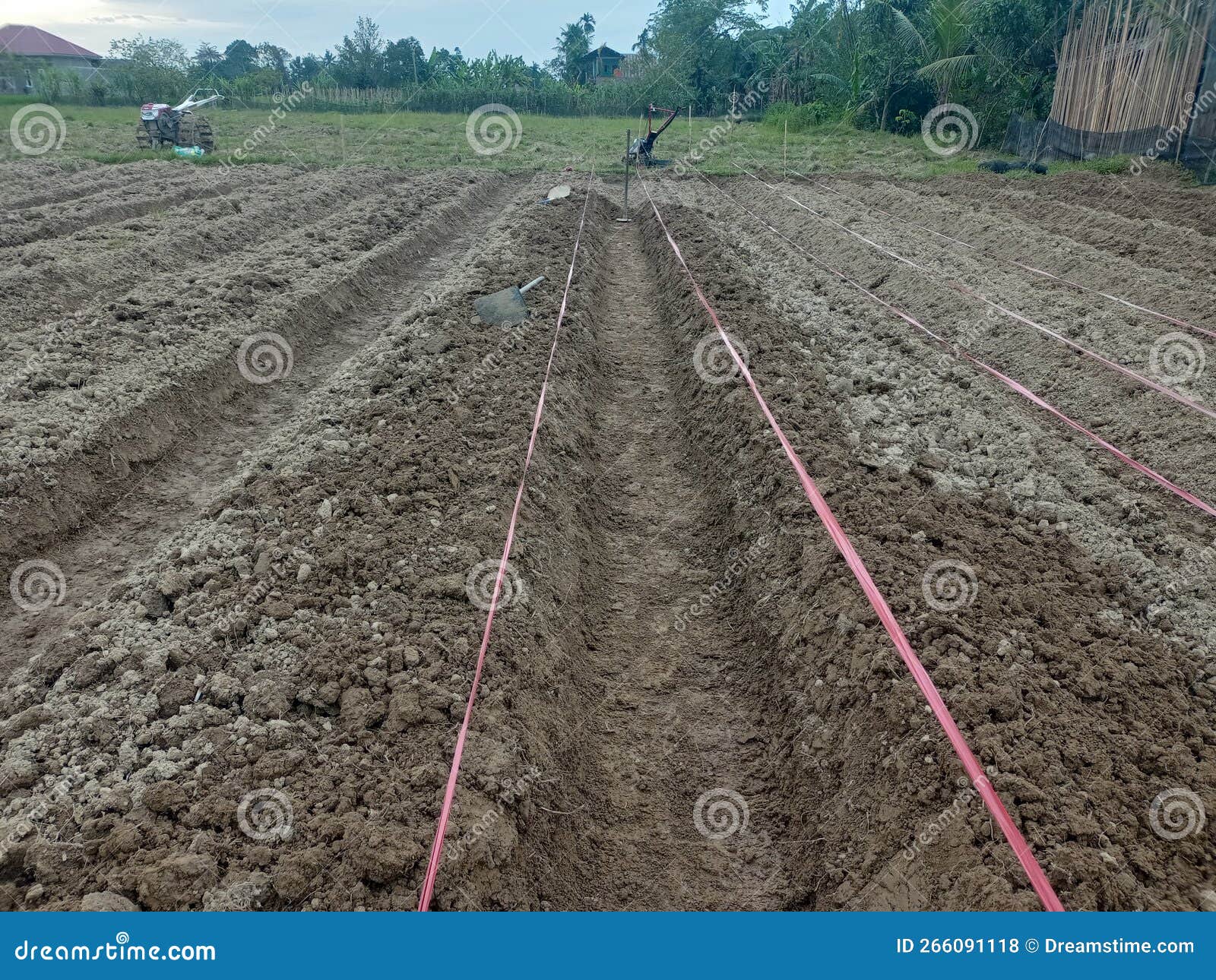 Land Preparation for Chilli Plants Stock Photo - Image of chilli, plain ...