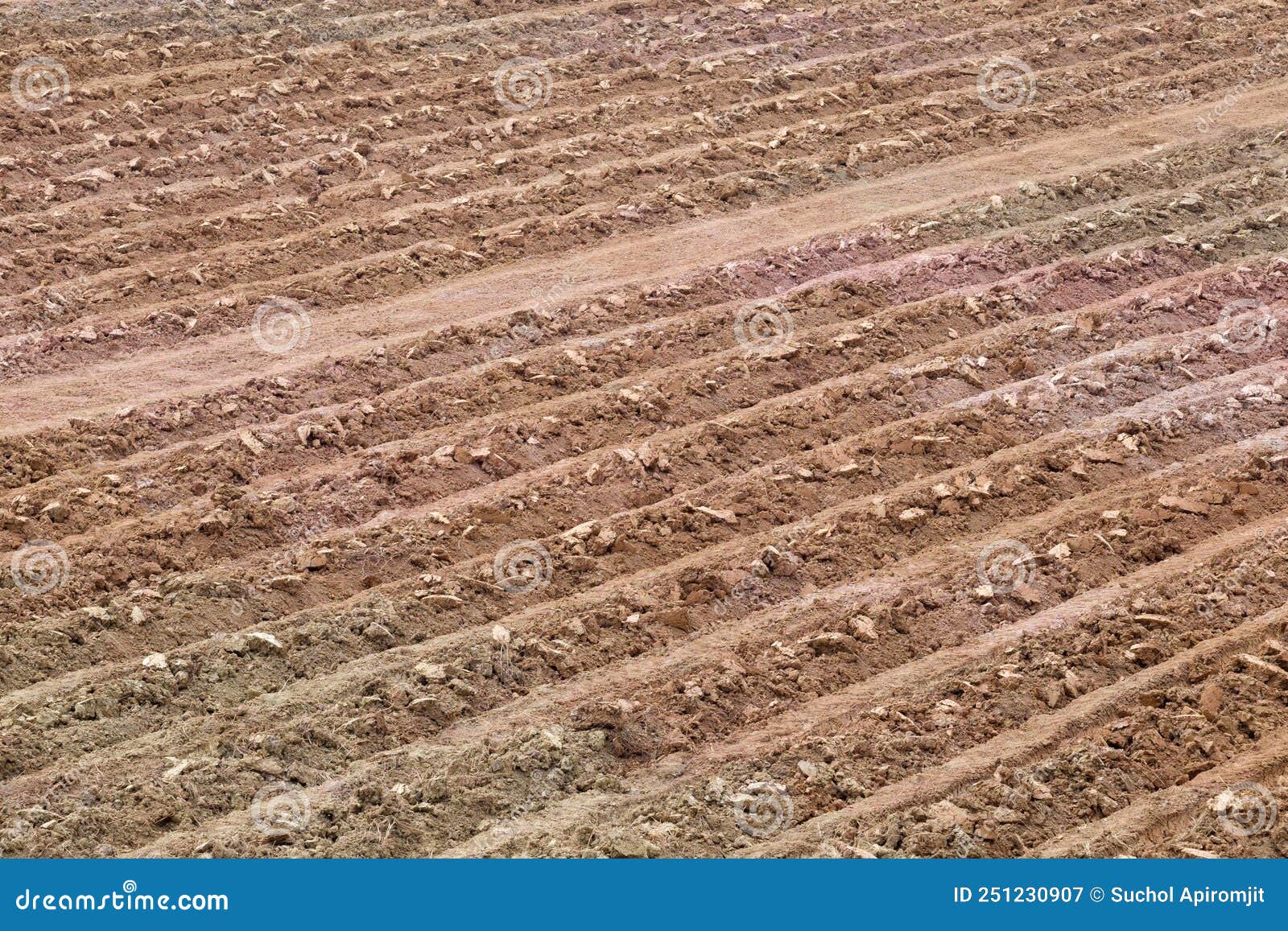 Land prepared for planting stock image. Image of rural - 251230907