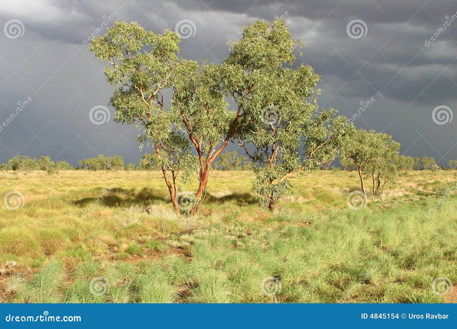 Land before rain stock photo. Image of plant, leaves, kimberley - 4845154