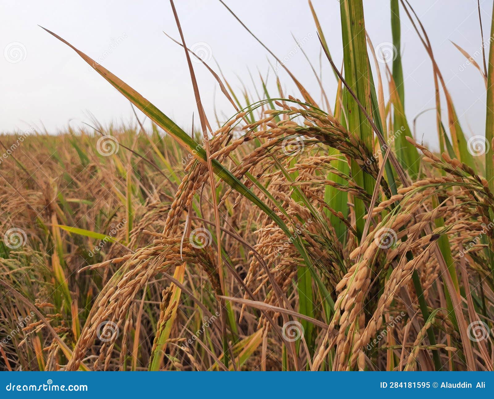 The Land of Ripe Paddy. Golden Paddy Stock Image - Image of field ...