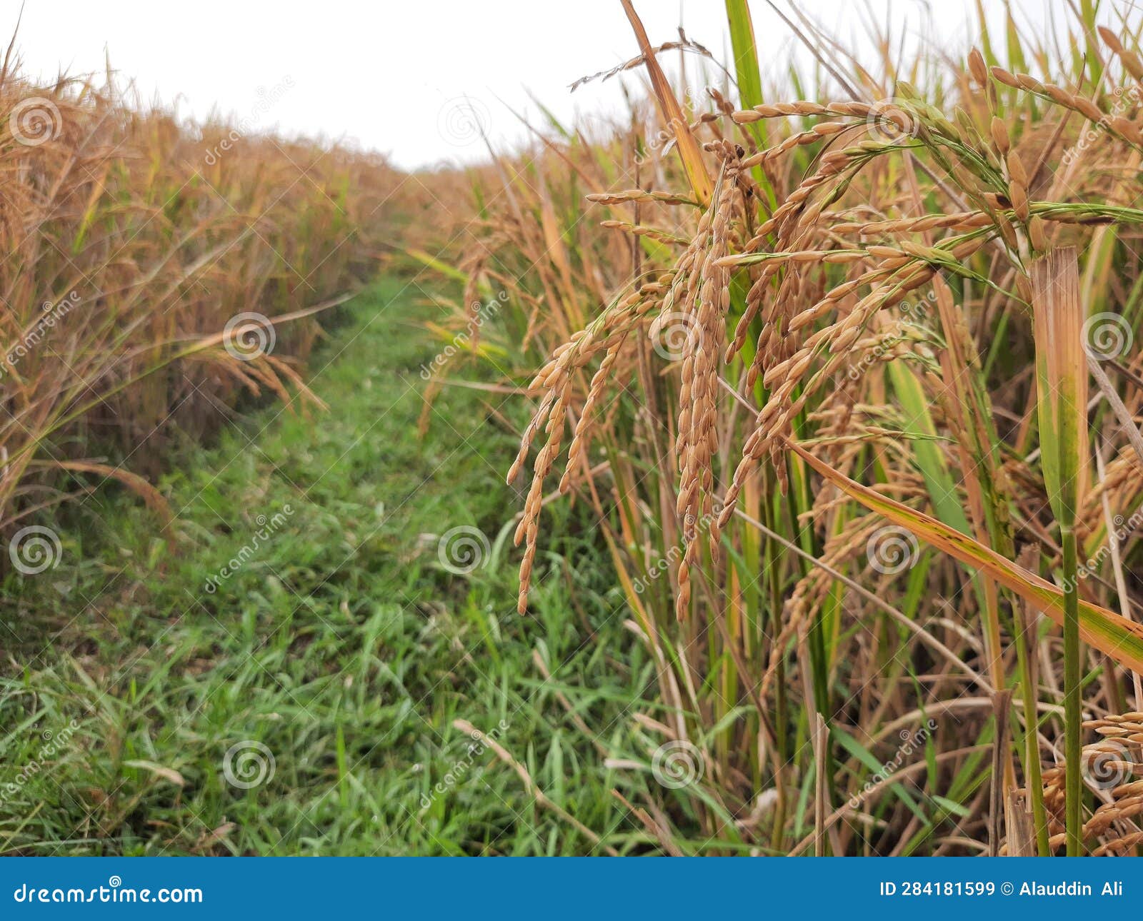 The Land of Ripe Paddy. Golden Paddy Stock Image - Image of green ...