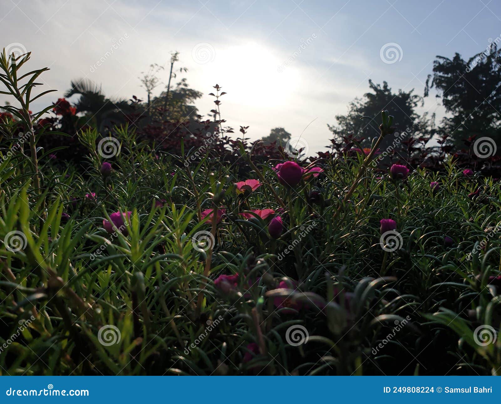 The Land of Roses in the Morning Stock Photo - Image of trunk, woodland ...