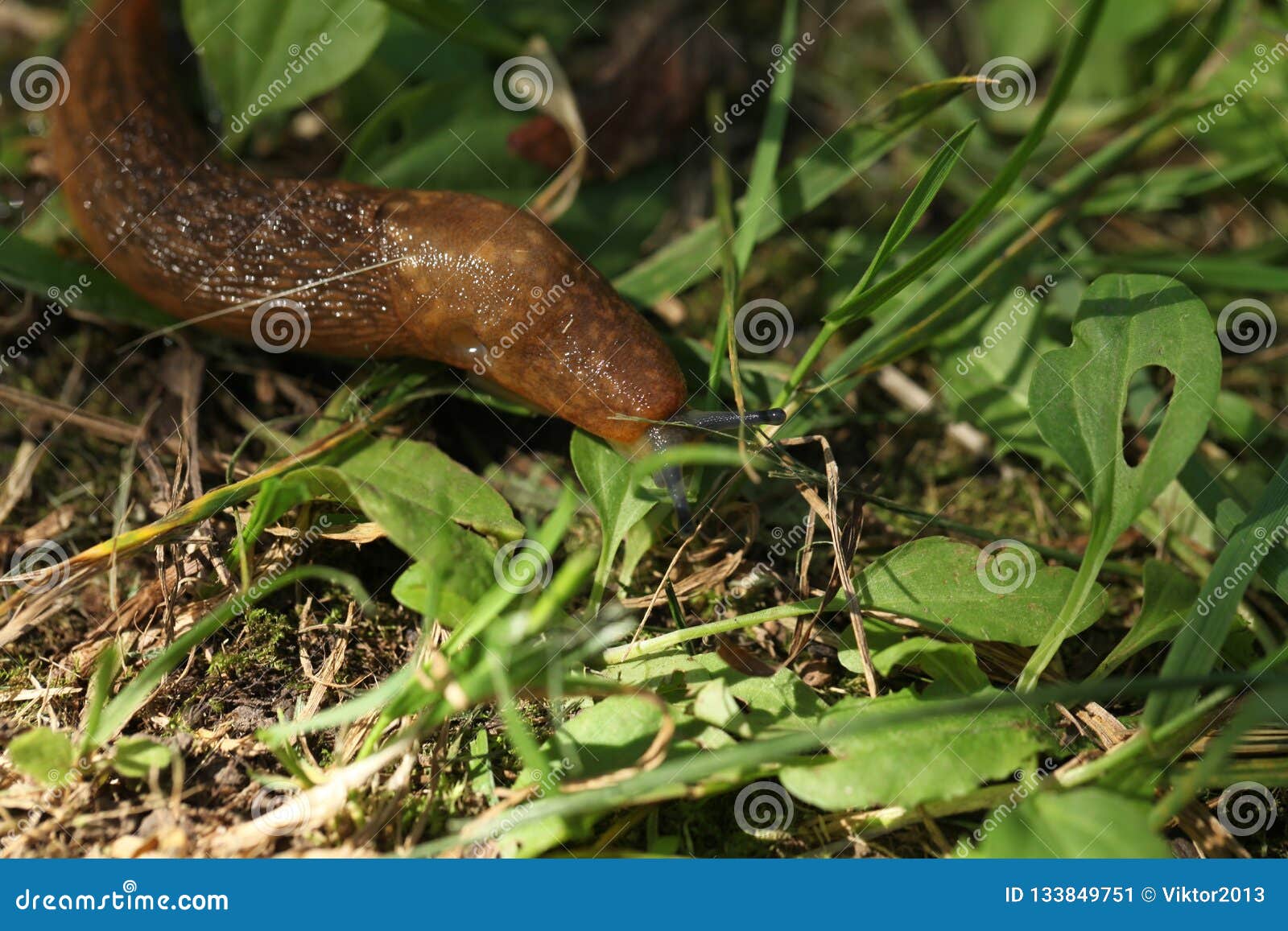Land slug stock image. Image of crawl, gastropod, slug - 133849751