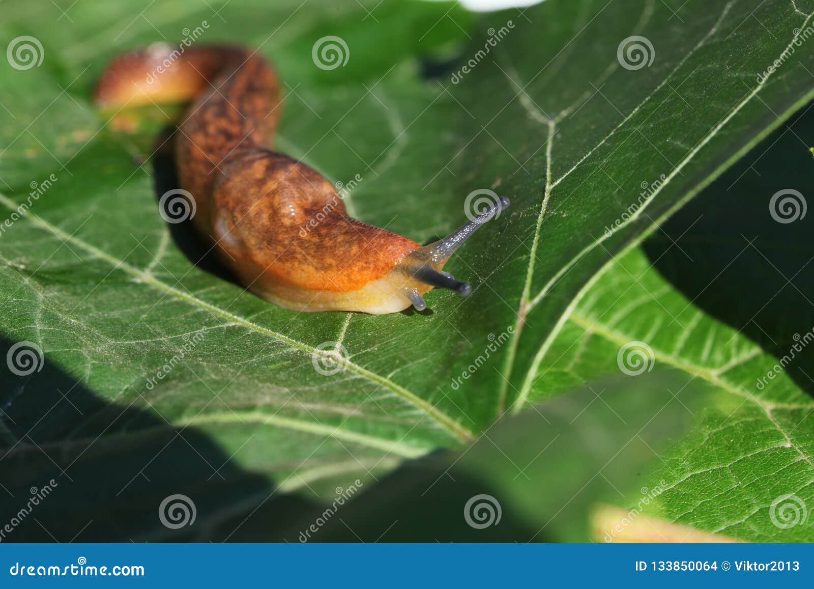 Land slug stock photo. Image of slug, helix, deroceras - 133850064
