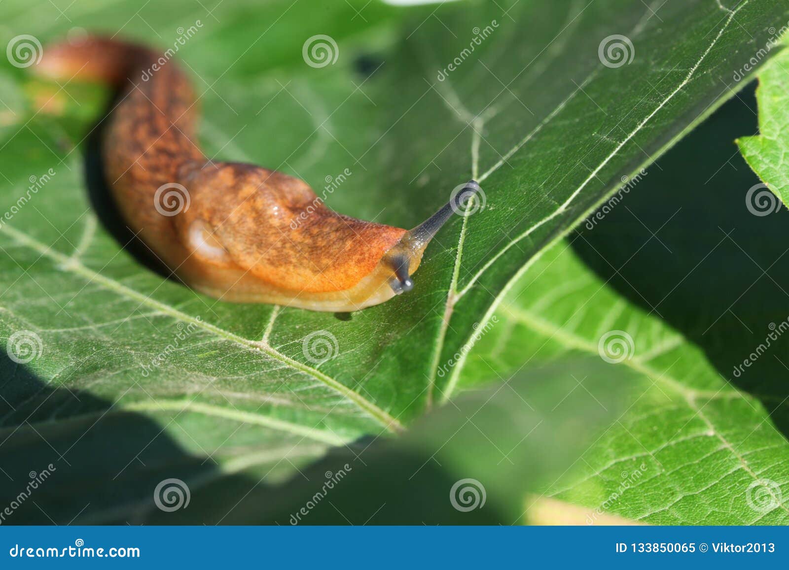 Land slug stock image. Image of living, animal, leaves - 133850065