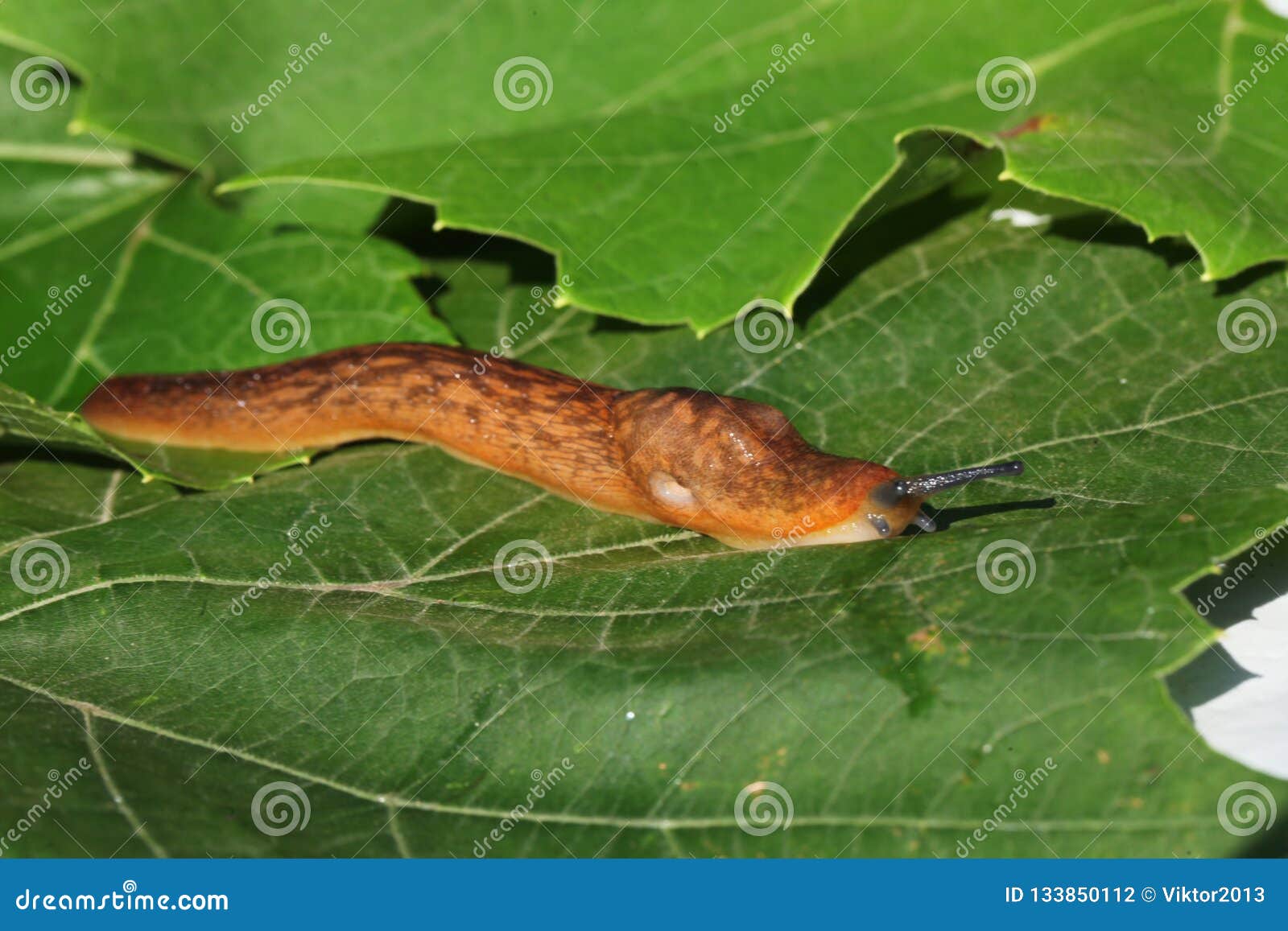 Land slug stock photo. Image of creature, slowly, leaf - 133850112