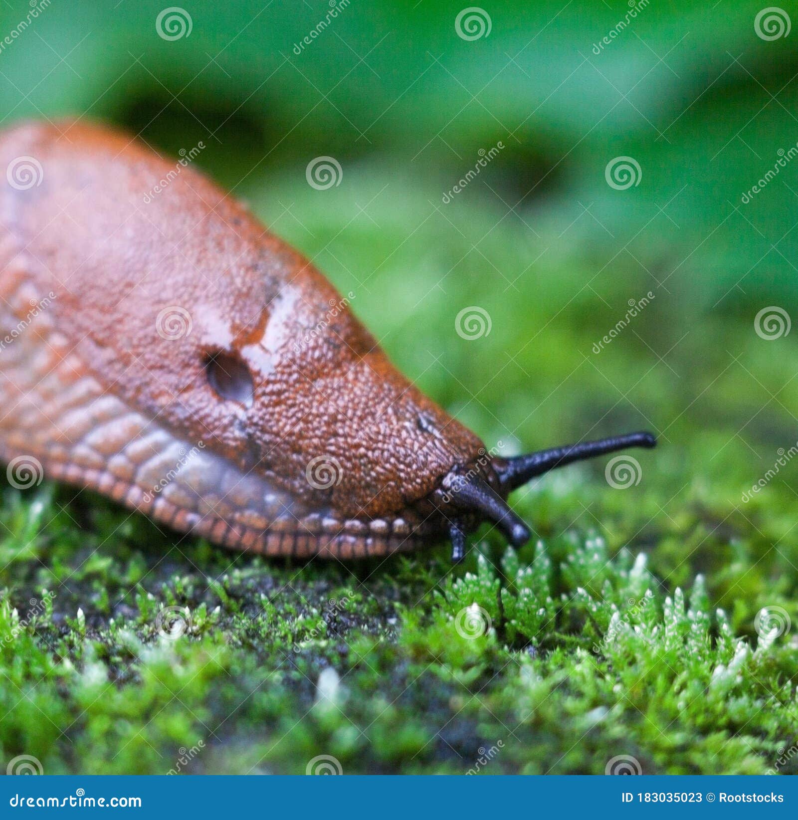 Land Slug on the Green Leaf Stock Image - Image of gastropod, moss ...