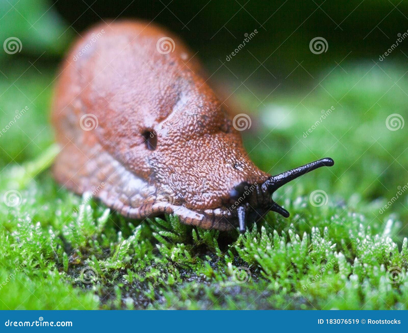 Land Slug on the Green Leaf Stock Image - Image of feeler, cute: 183076519