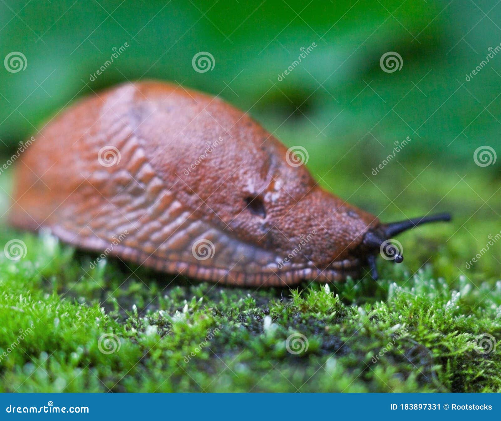Land Slug on the Green Leaf Stock Image - Image of head, gastropod ...