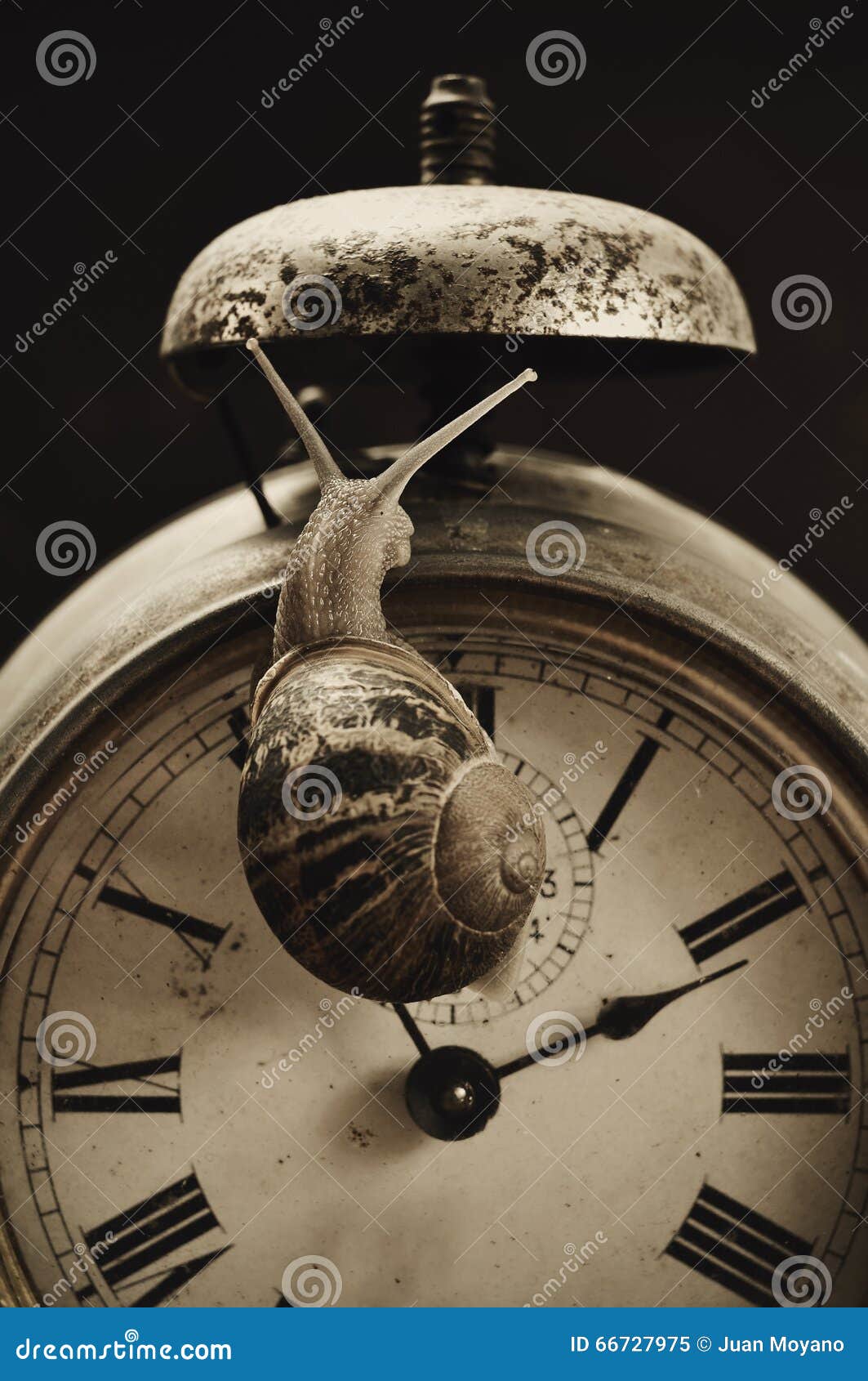 Land snail and alarm clock stock image. Image of sepia - 66727975