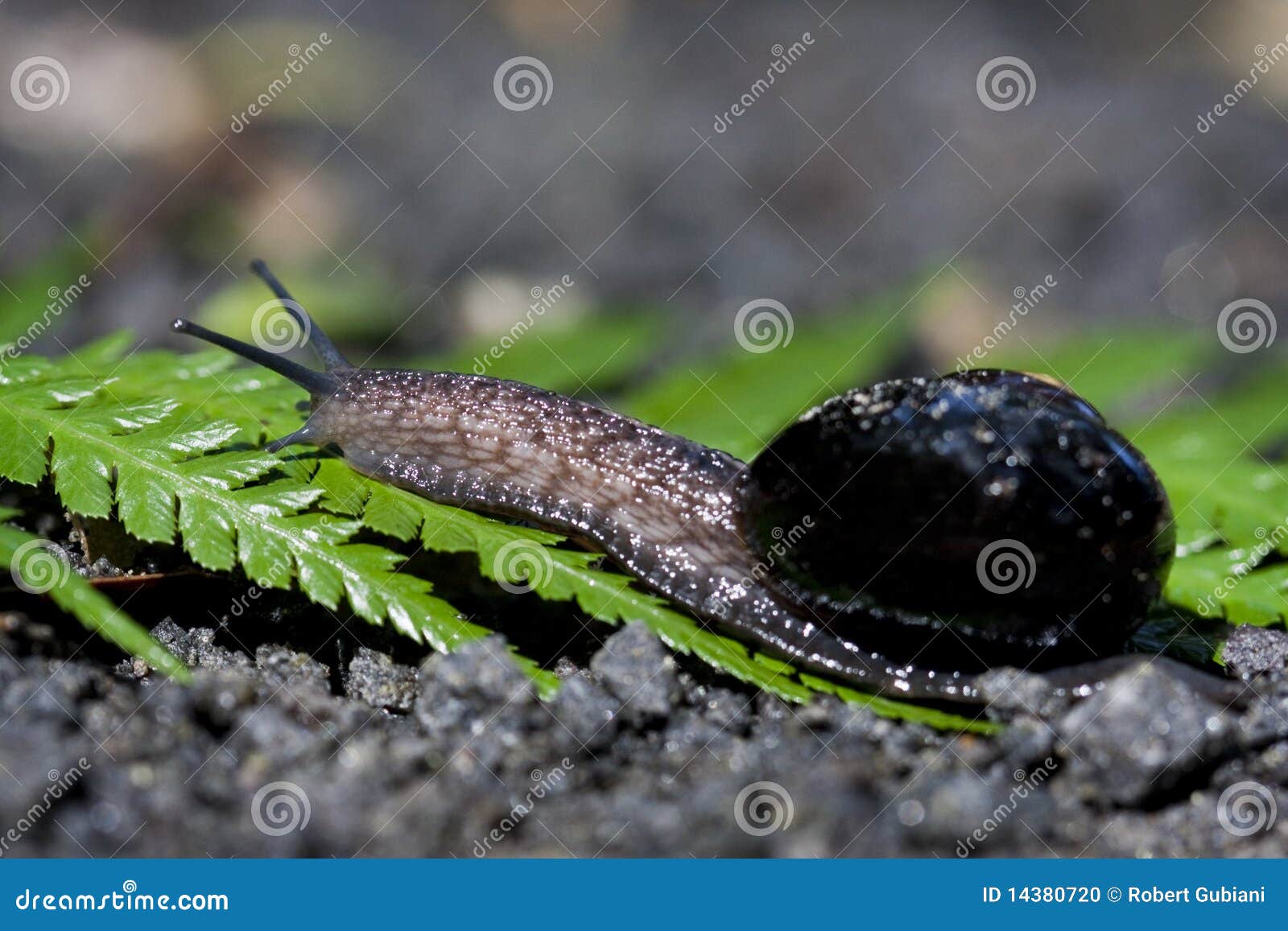 Land snail on fern frond stock photo. Image of reptile - 14380720