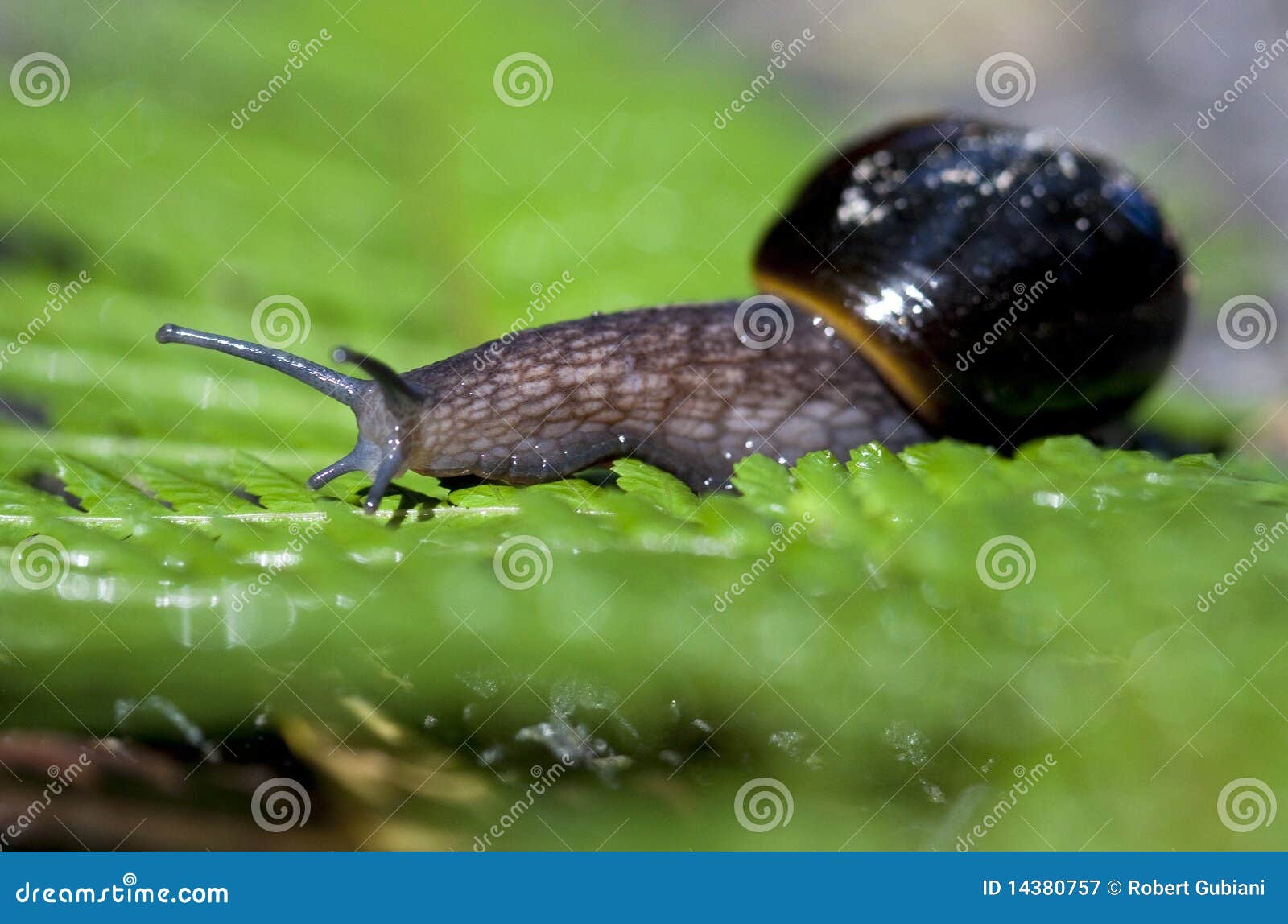 Land snail on fern frond stock image. Image of snail - 14380757