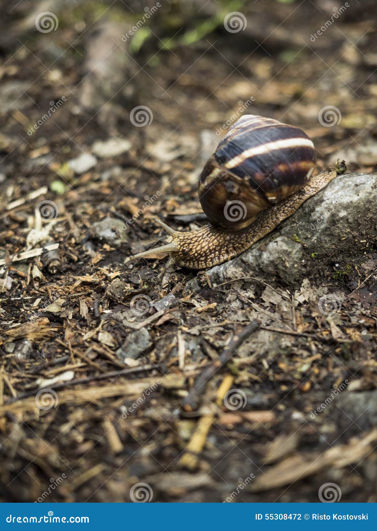 Land Snail stock photo. Image of food, ideas, environment - 55308472