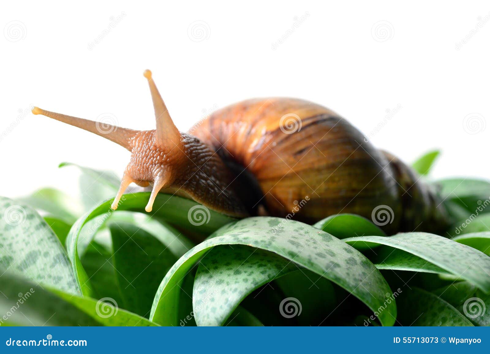 Land snail stock image. Image of brown, gastropod, gastropoda - 55713073