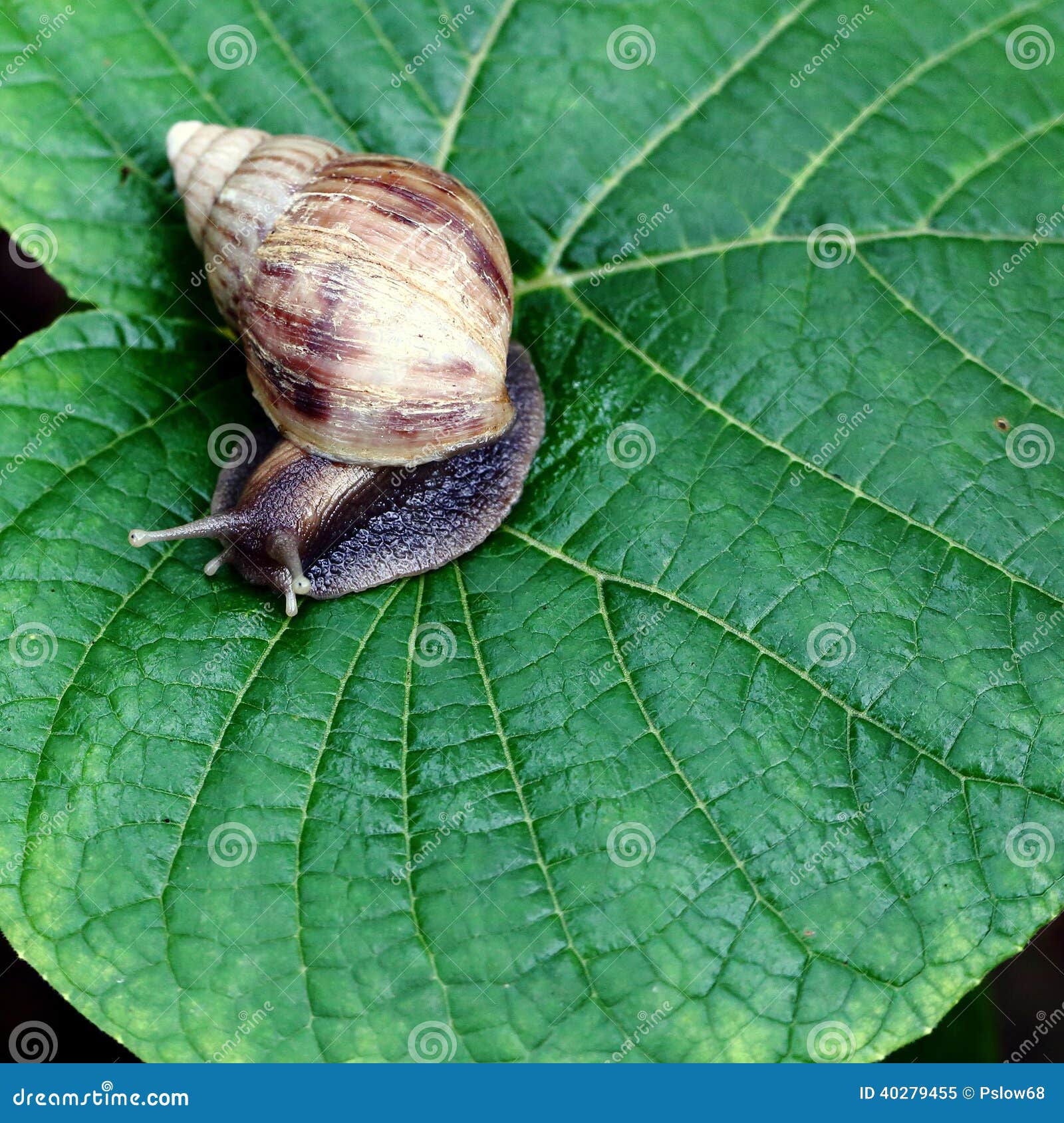 A Land Snail on Leaf stock image. Image of colour, outdoor - 40279455