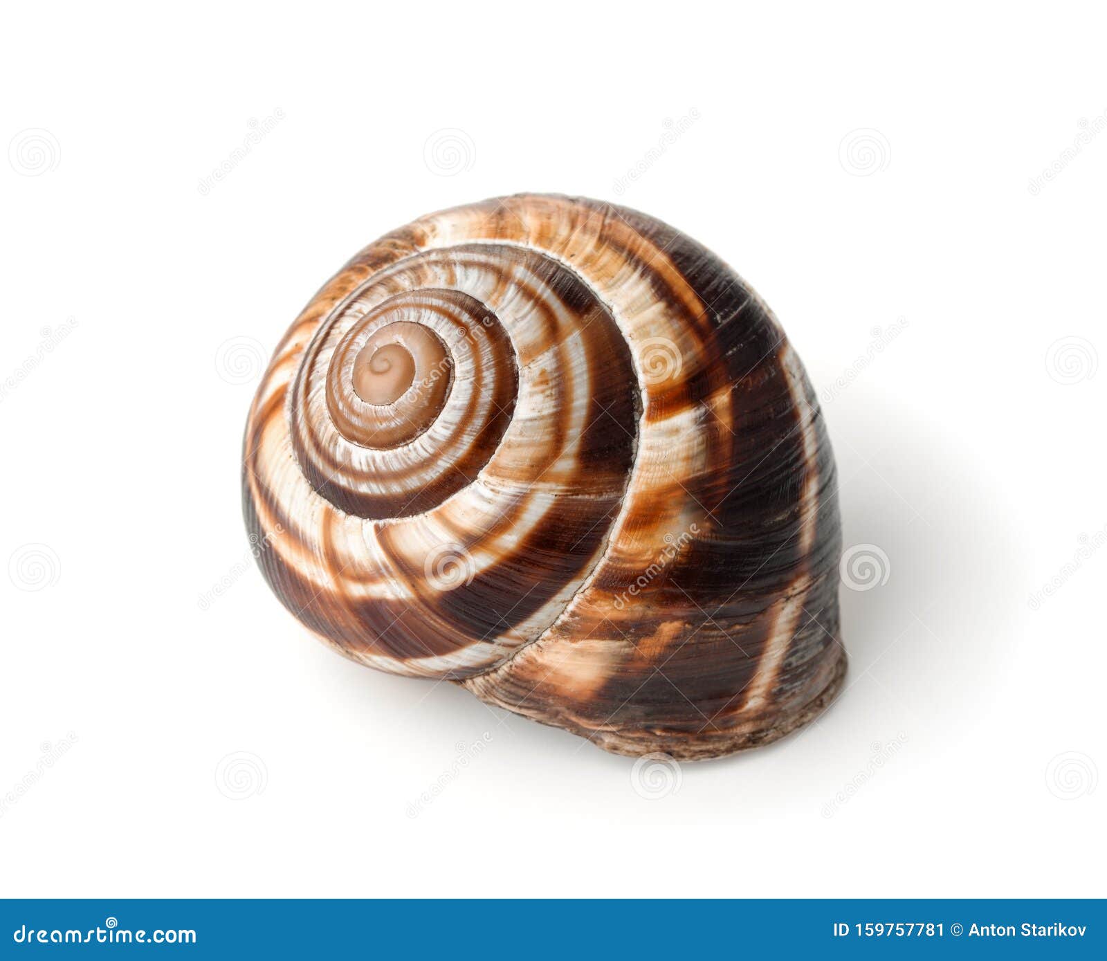 Land snail shell stock image. Image of garden, crawling - 159757781