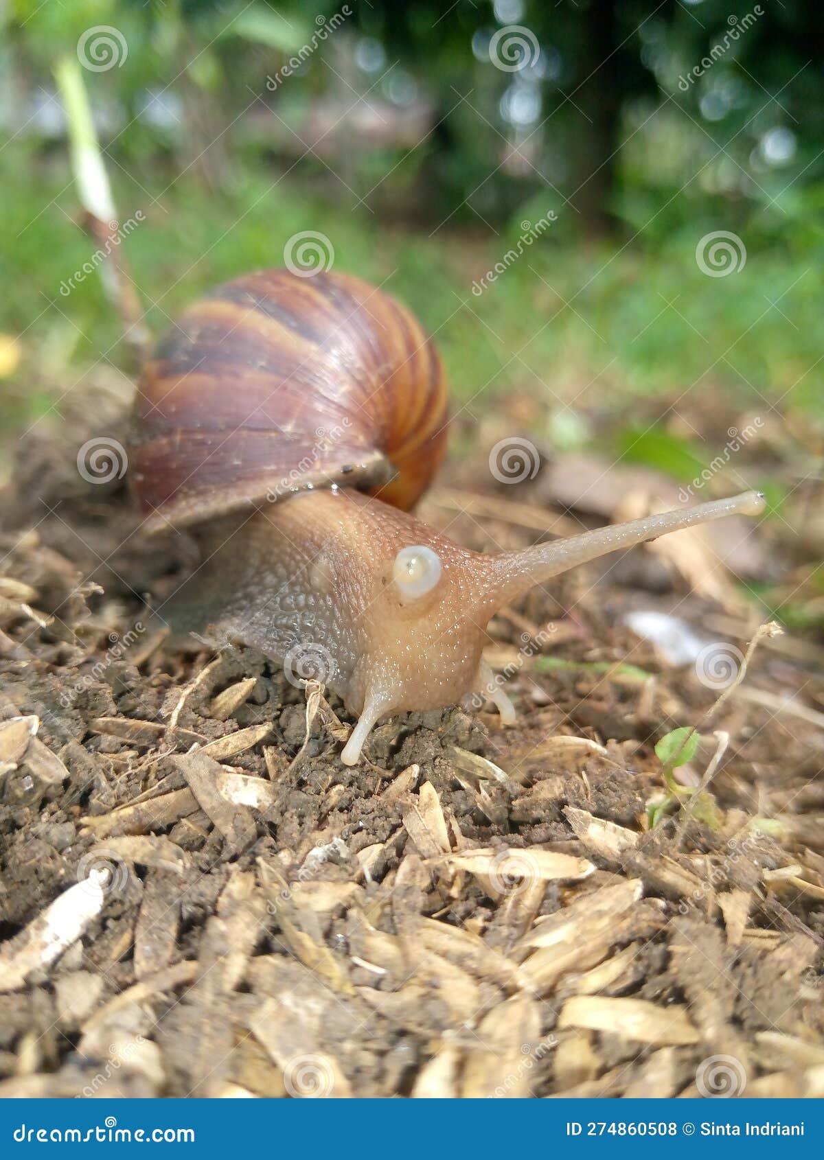 Land Snail with Yellow Brown Shell Stock Photo - Image of yellow, land ...