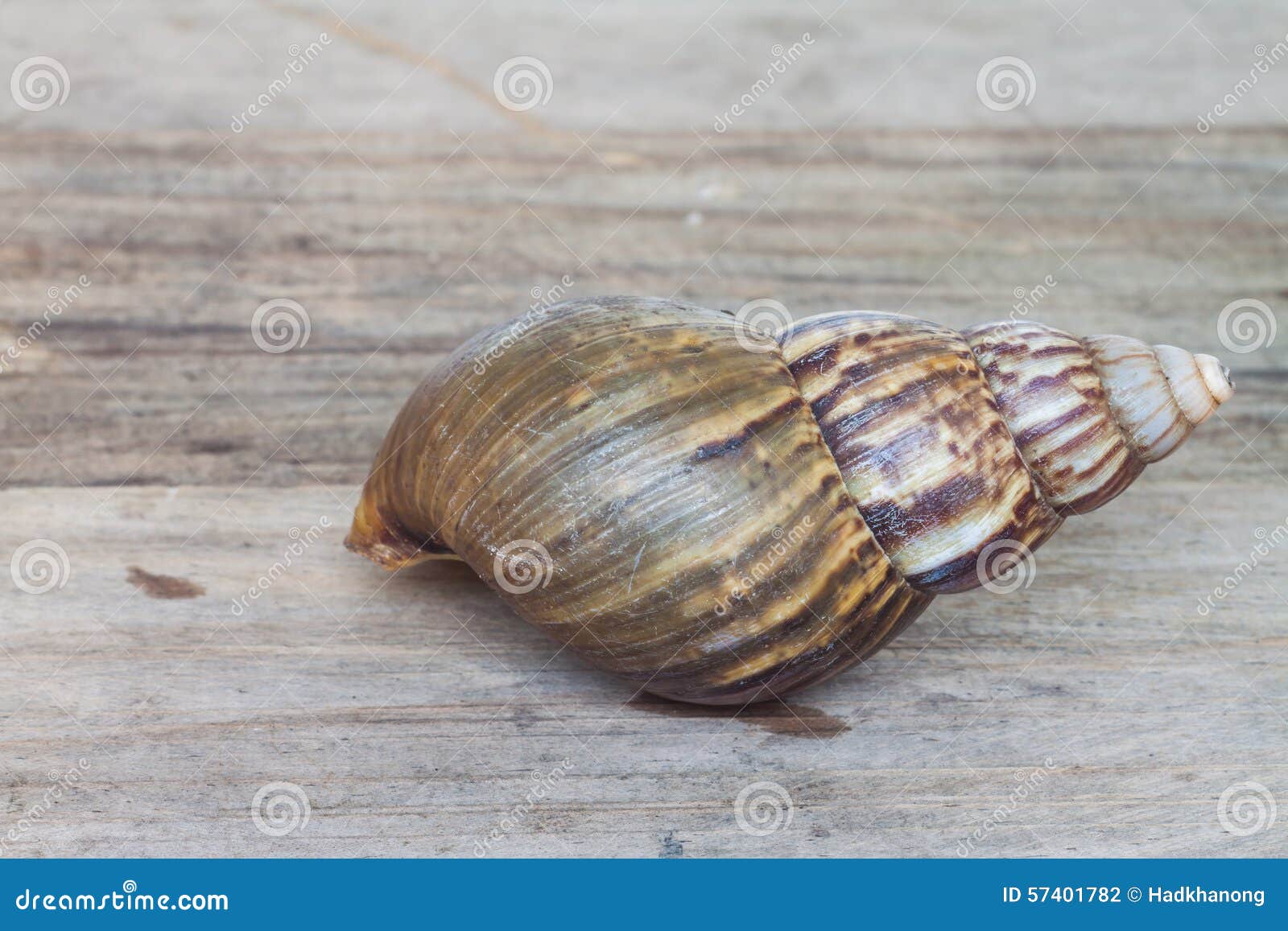 Land Snails while Hiding in Shell Stock Photo - Image of garden, shell ...