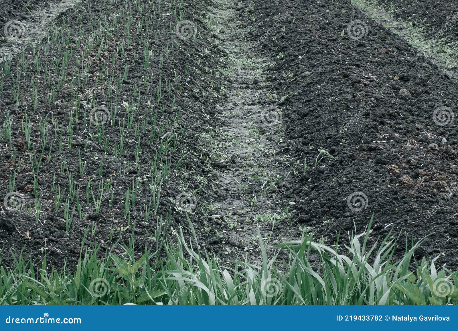 Land Sown Area, Spring Planting Crop Stock Photo - Image of fresh ...