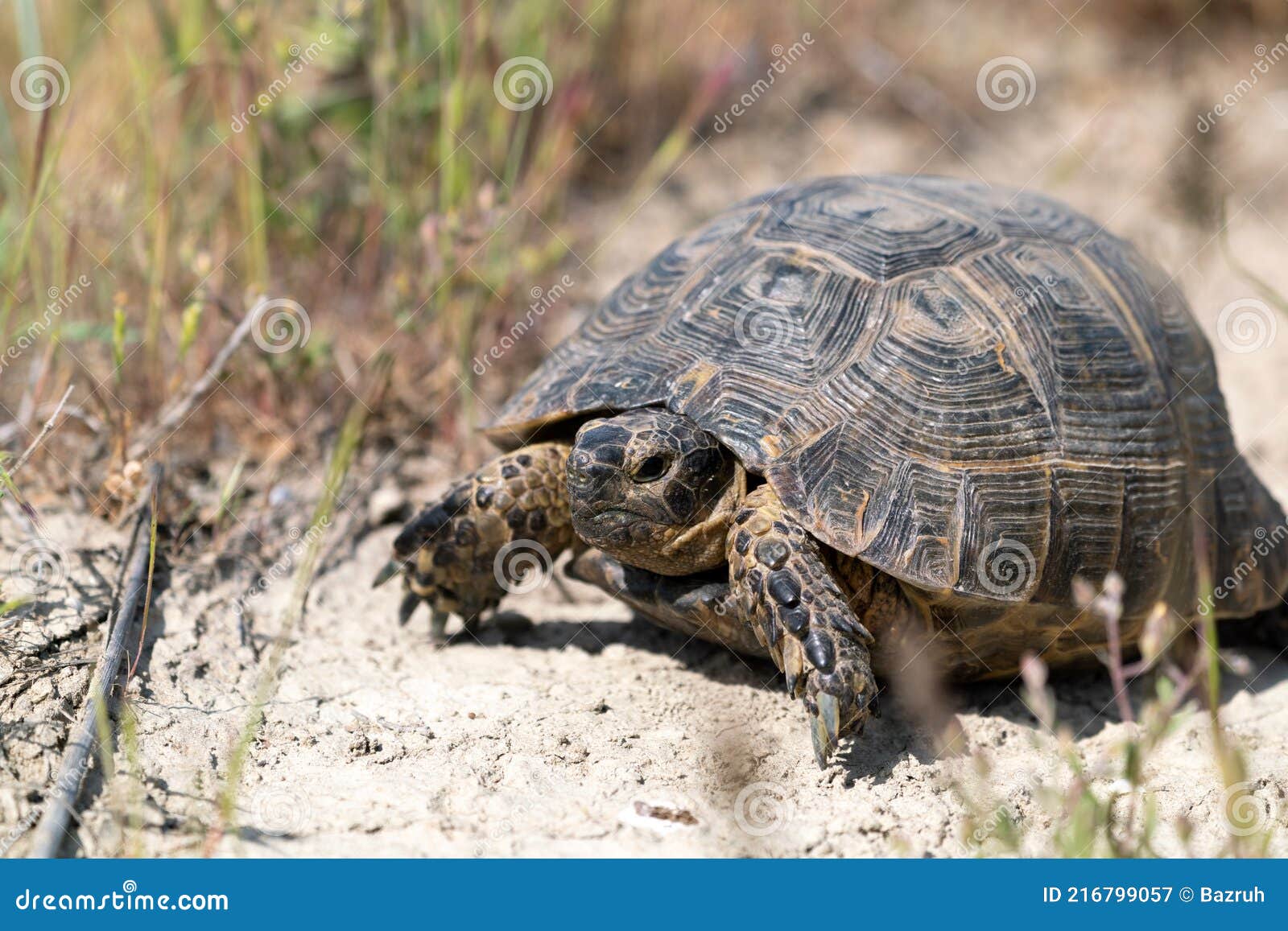 Land steppe turtle stock image. Image of scaly, asian - 216799057