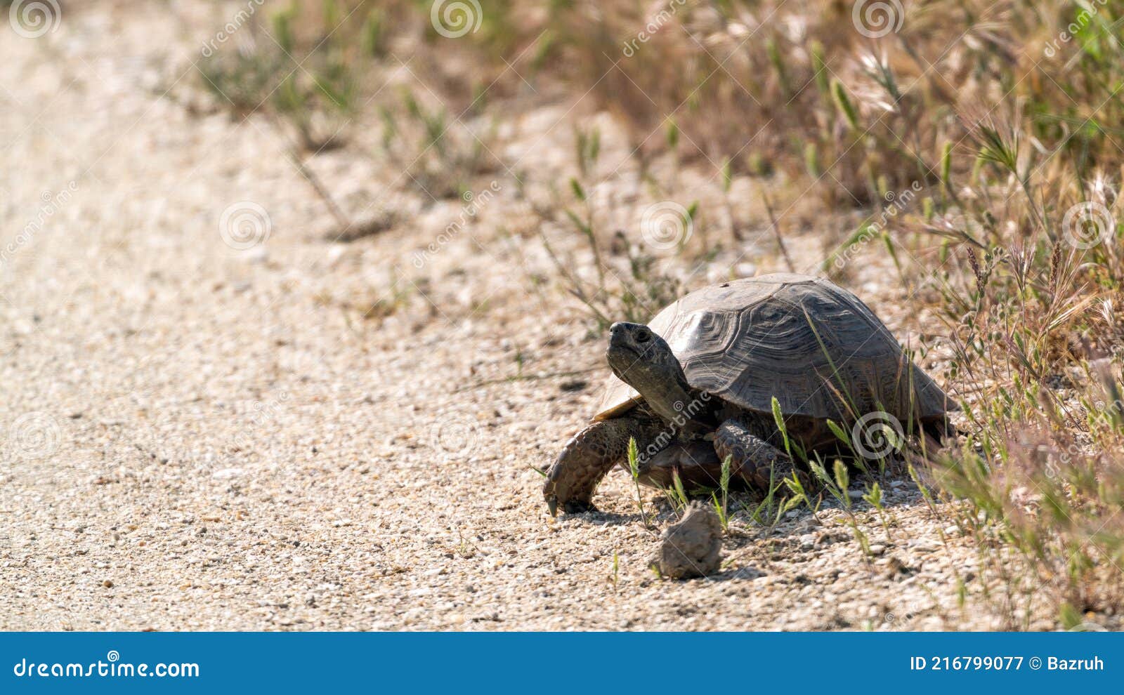 Land steppe turtle stock image. Image of brown, friendly - 216799077