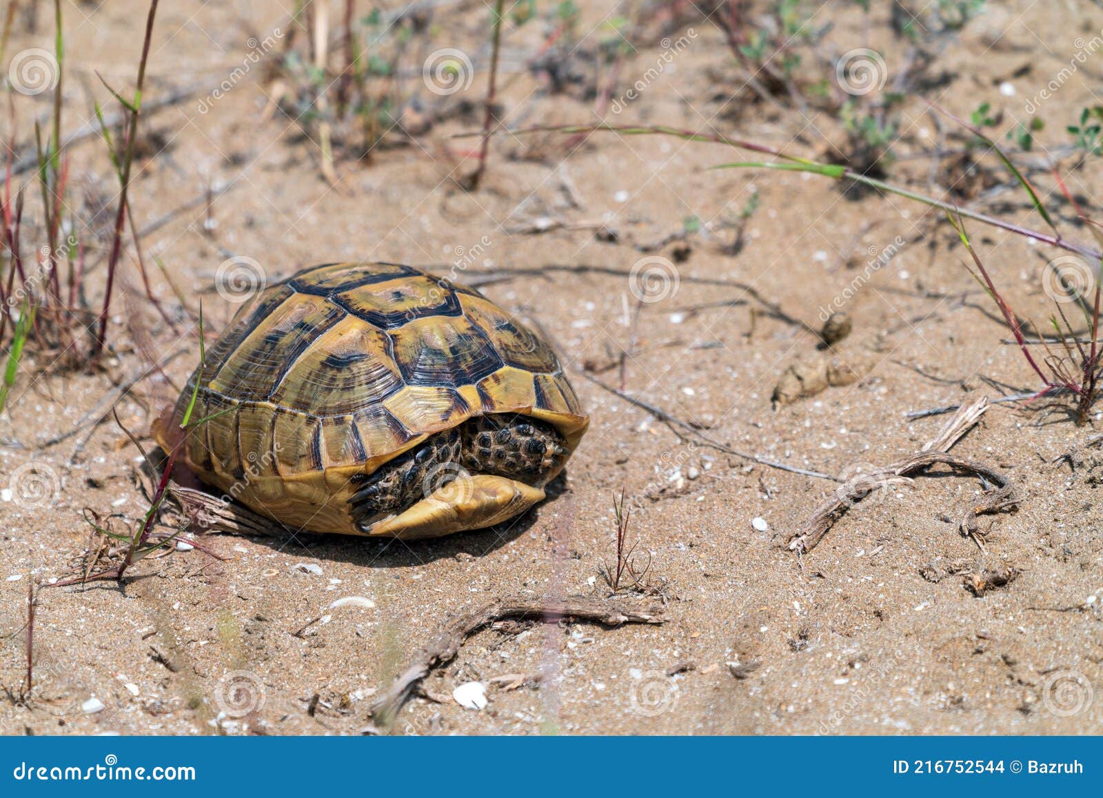 Land steppe turtle stock photo. Image of shell, stone - 216752544