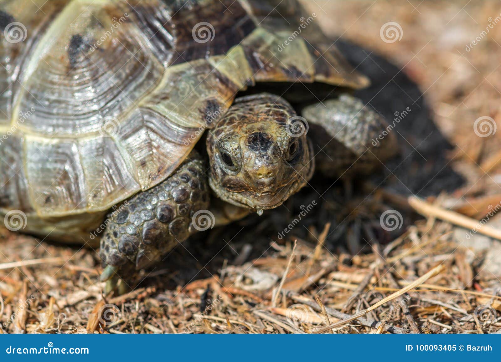 Land tortoise stock image. Image of natural, habitat - 100093405