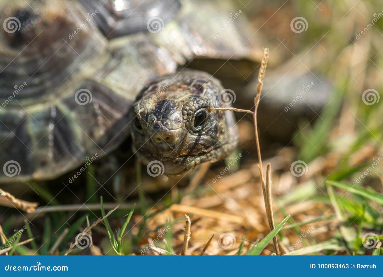 Land tortoise stock image. Image of shell, carapace - 100093463